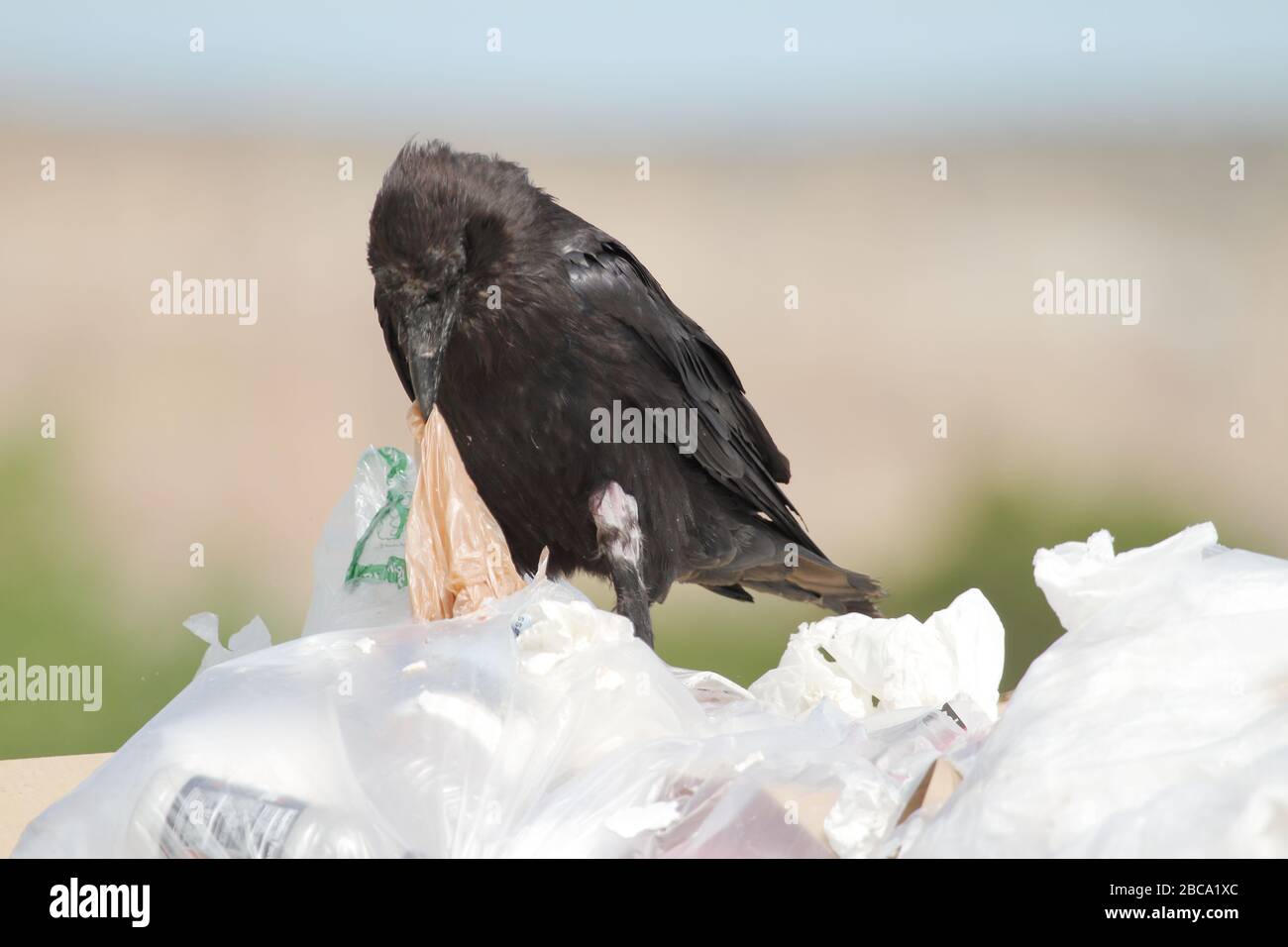 Common raven is eating food waste wrapped on plastic bags in a rubbish ...