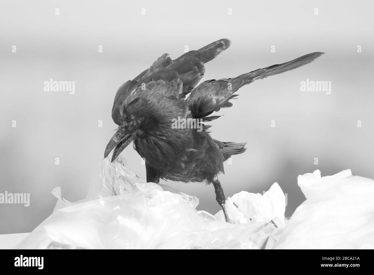 Common raven is eating food waste wrapped on plastic bags in a rubbish ...