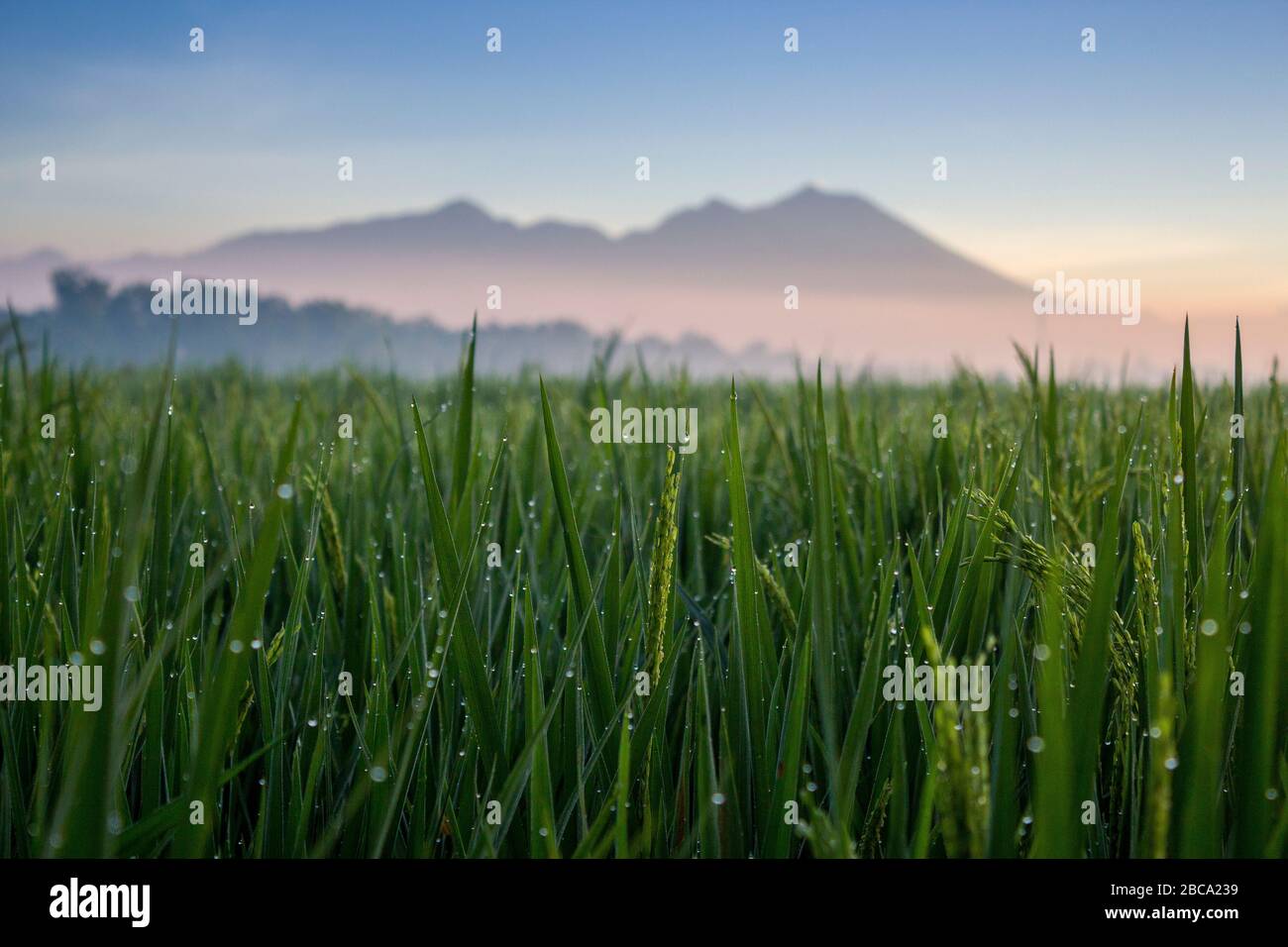 close-up photos of dew in the rice fields in the morning with a ...