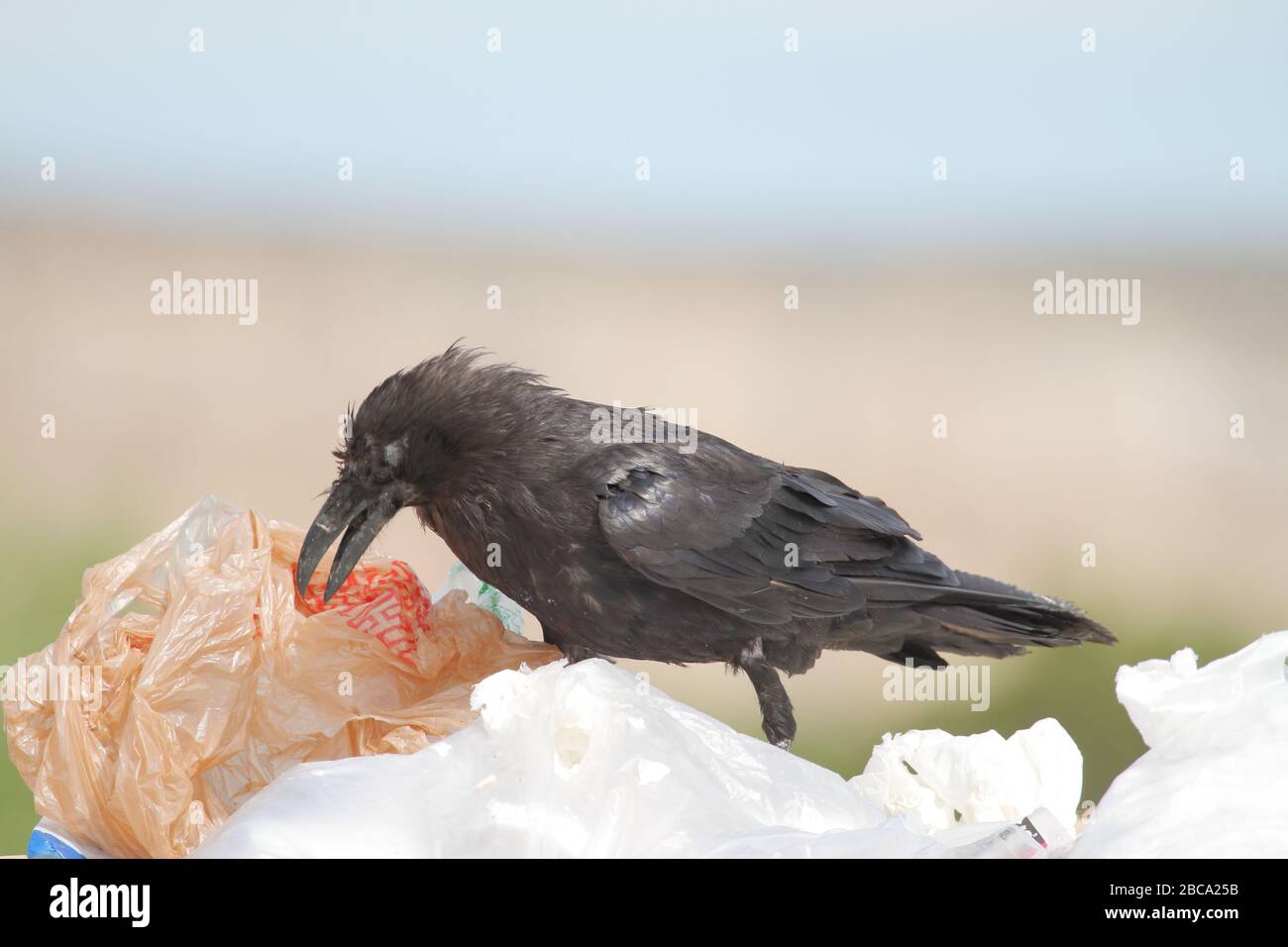 Common raven corvus corax eating hi-res stock photography and images ...