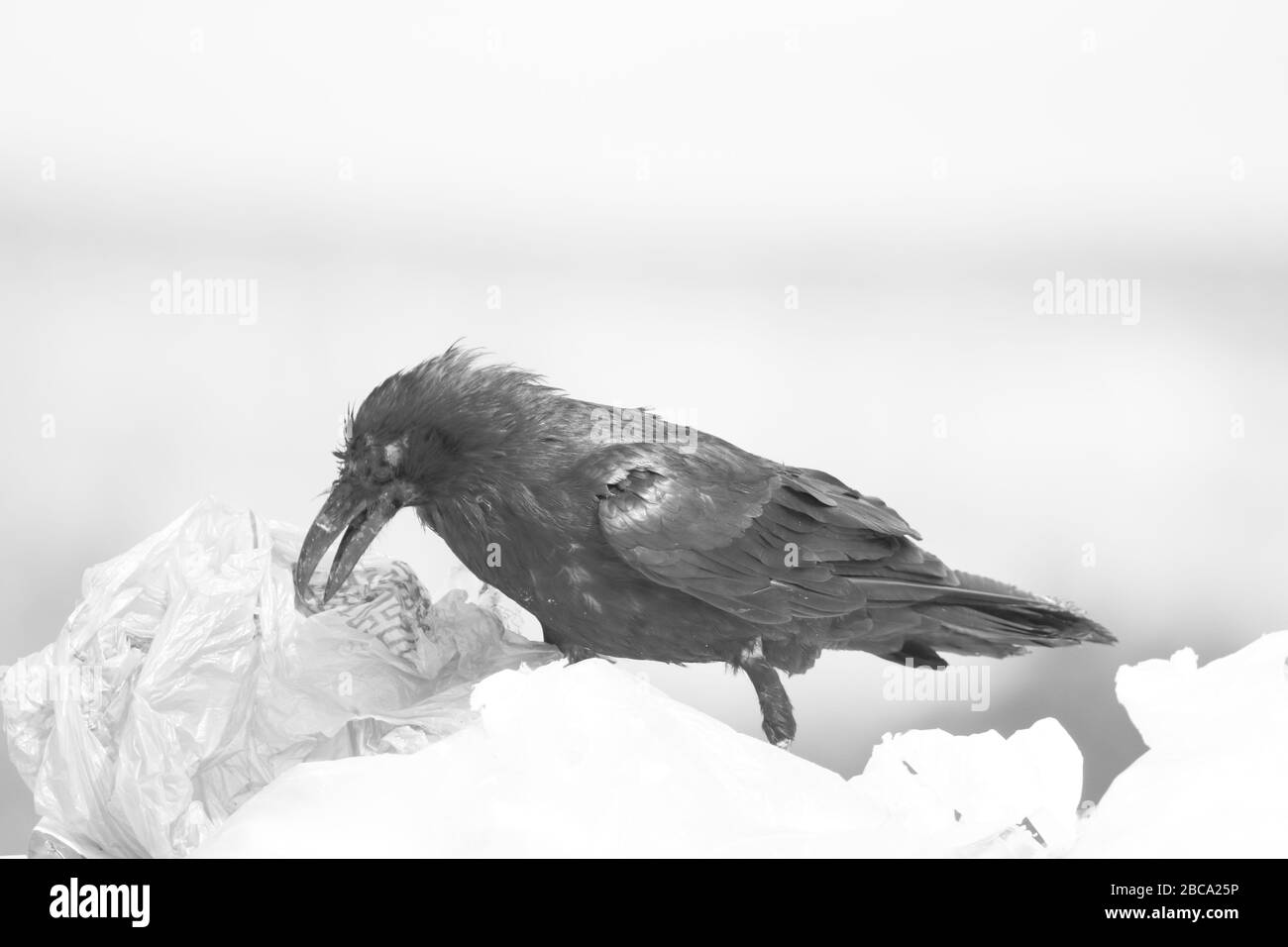 Common raven is eating food waste wrapped on plastic bags in a rubbish ...