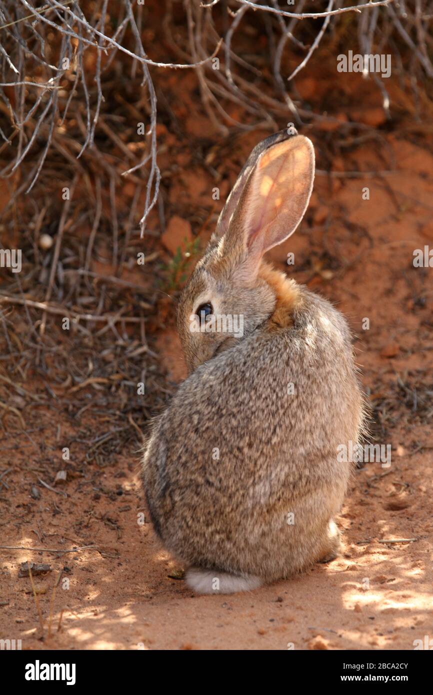 Rabbit animal arizona hi-res stock photography and images - Alamy