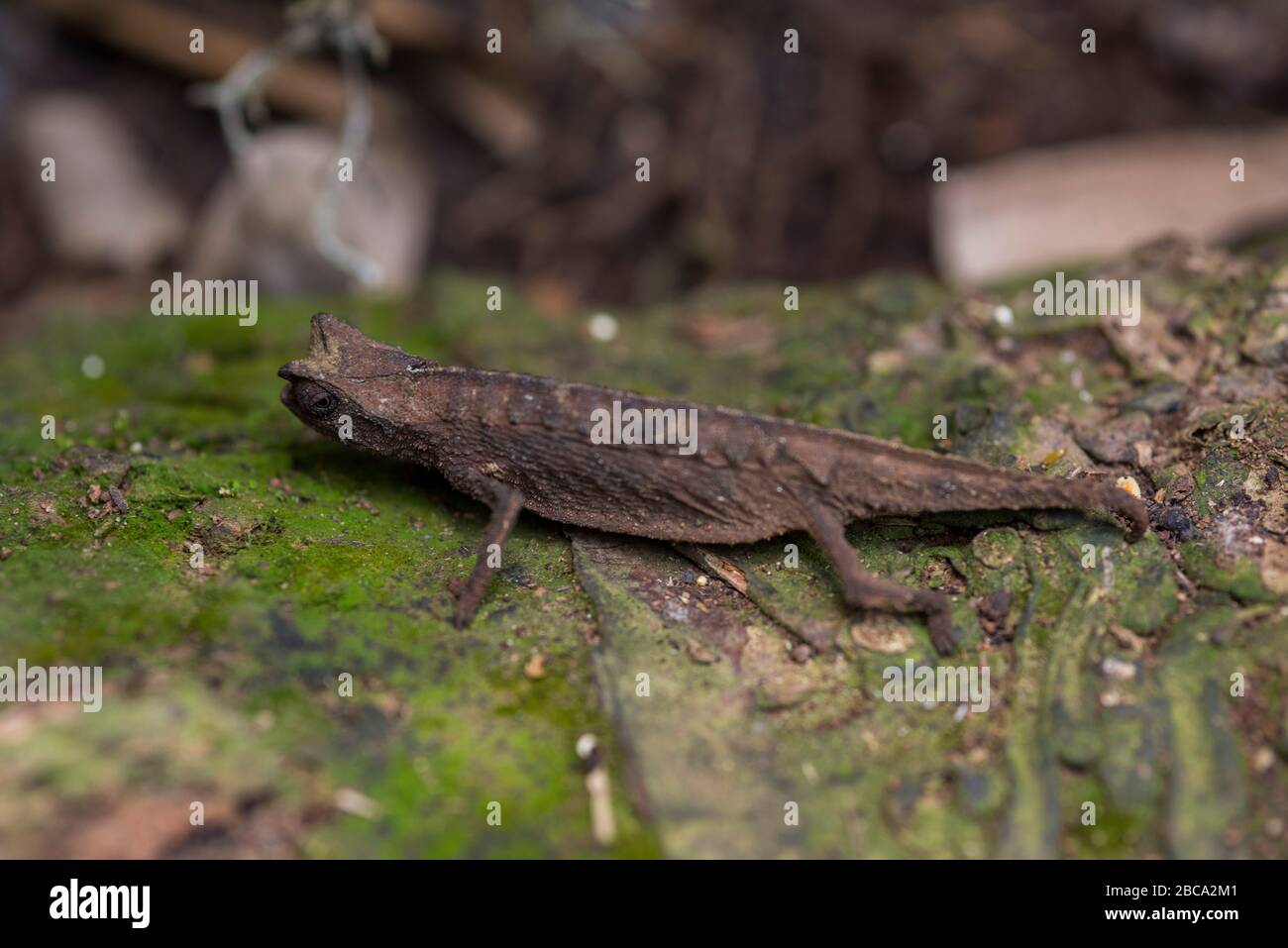 Africa; Madagascar, Analamazaotra special reserve in Andasibe-Mantadia ...