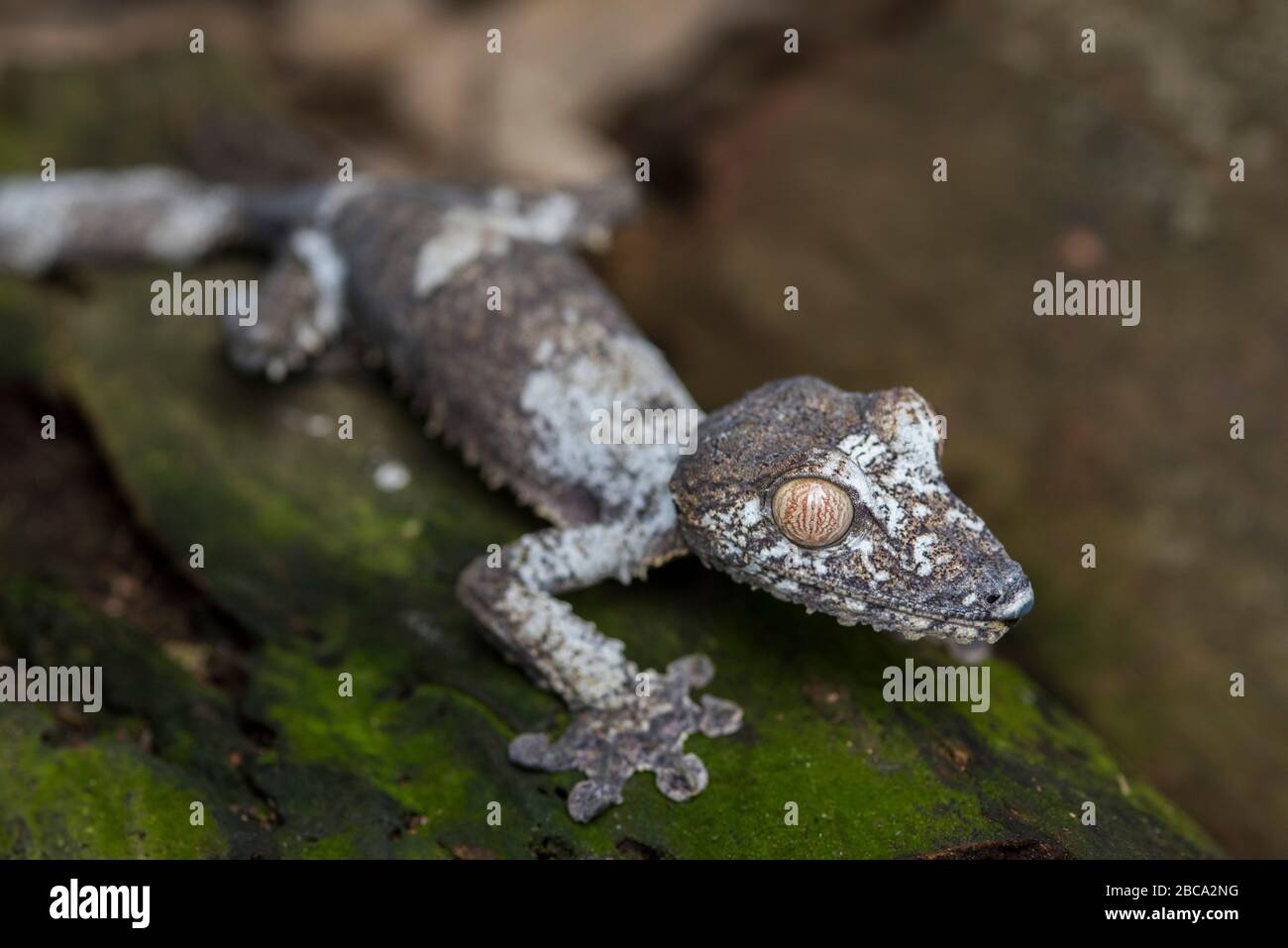 Africa; Madagascar, Analamazaotra special reserve in Andasibe-Mantadia ...