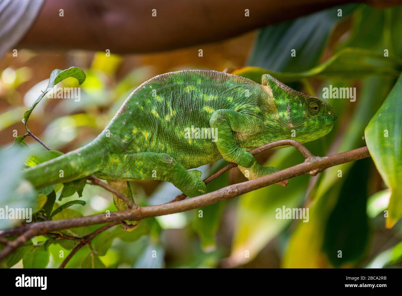 Female parsons chameleon hi-res stock photography and images - Alamy