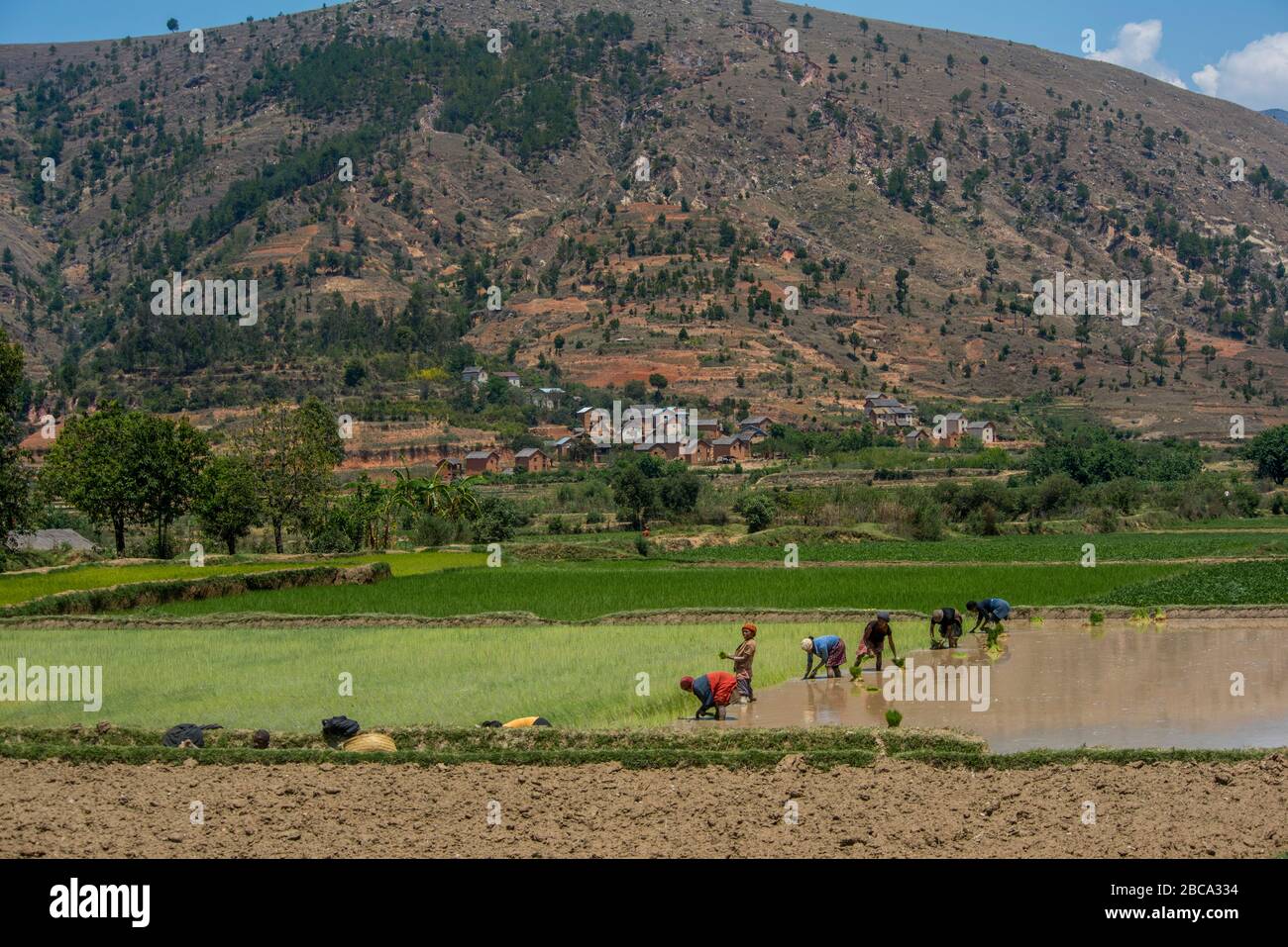 Africa, Madagascar, Ambositra Village, Zafimaniry Women working in rice ...
