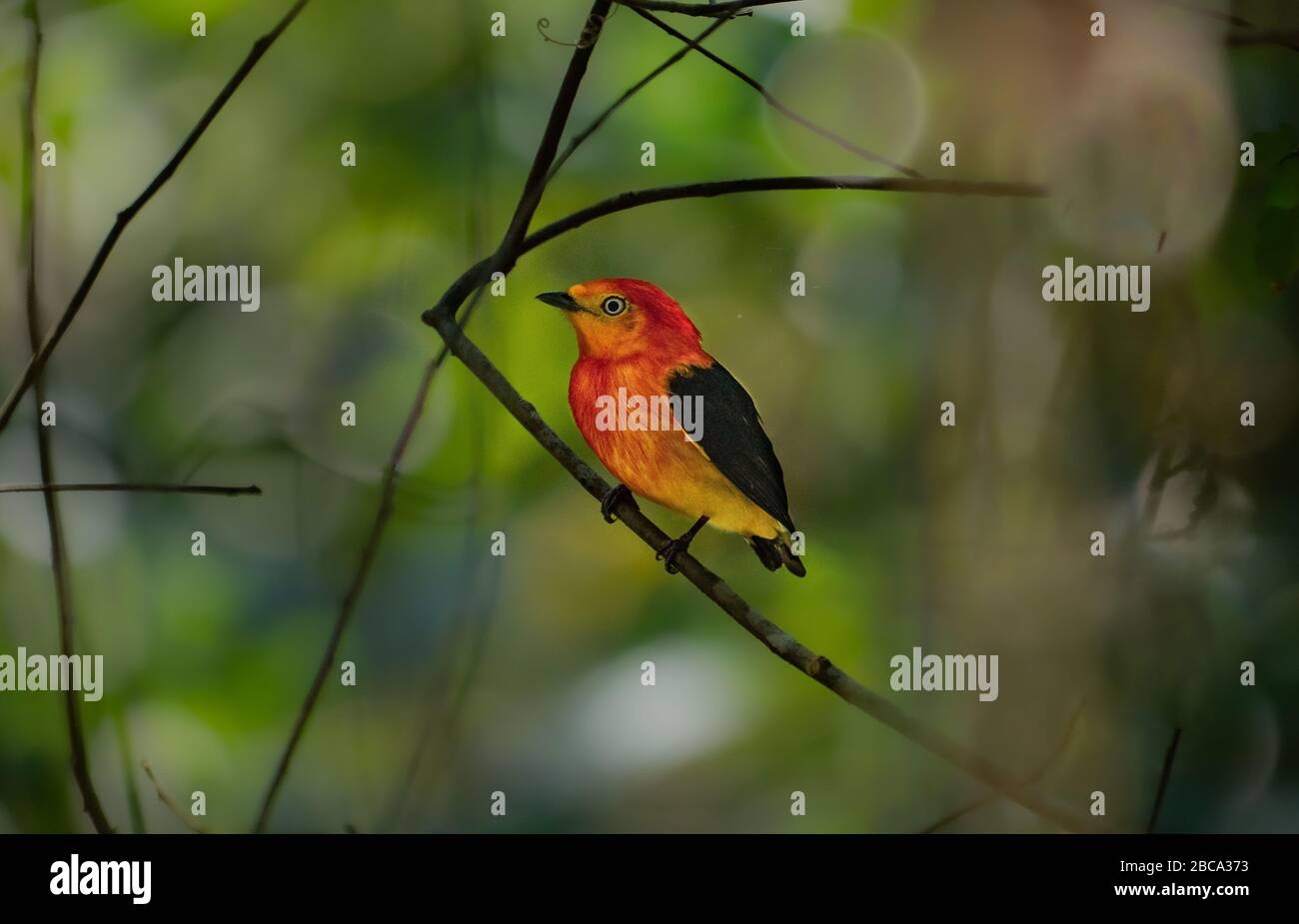 Band-tailed Manakin (Pipra fasciicauda Stock Photo - Alamy