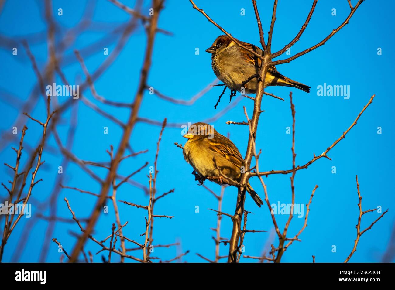 sparrows on a tree Stock Photo - Alamy