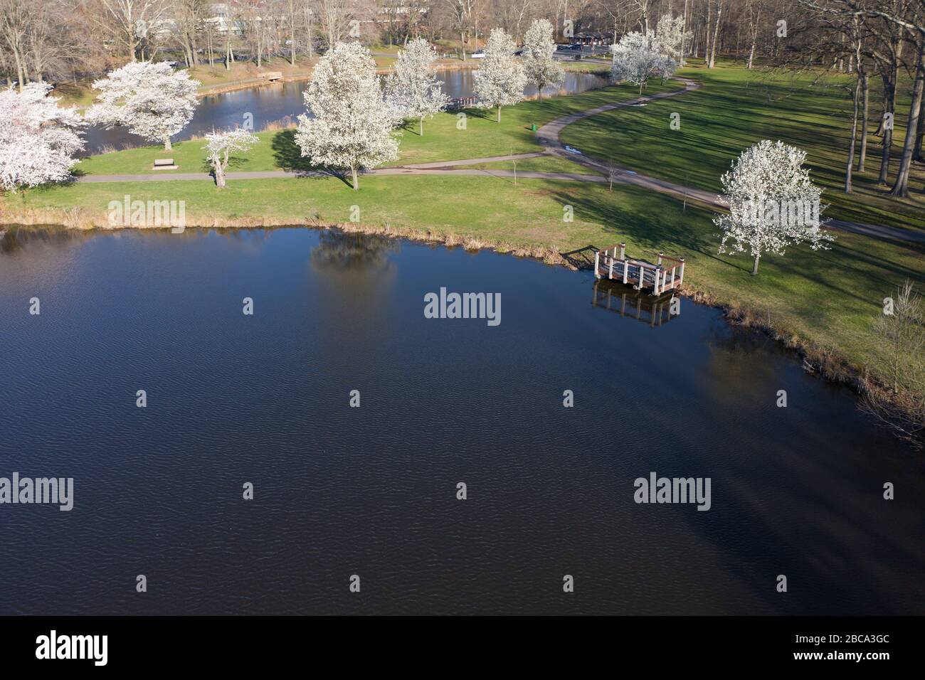 Aerial view of cherry trees in full bloom in pretty pink along a blue ...
