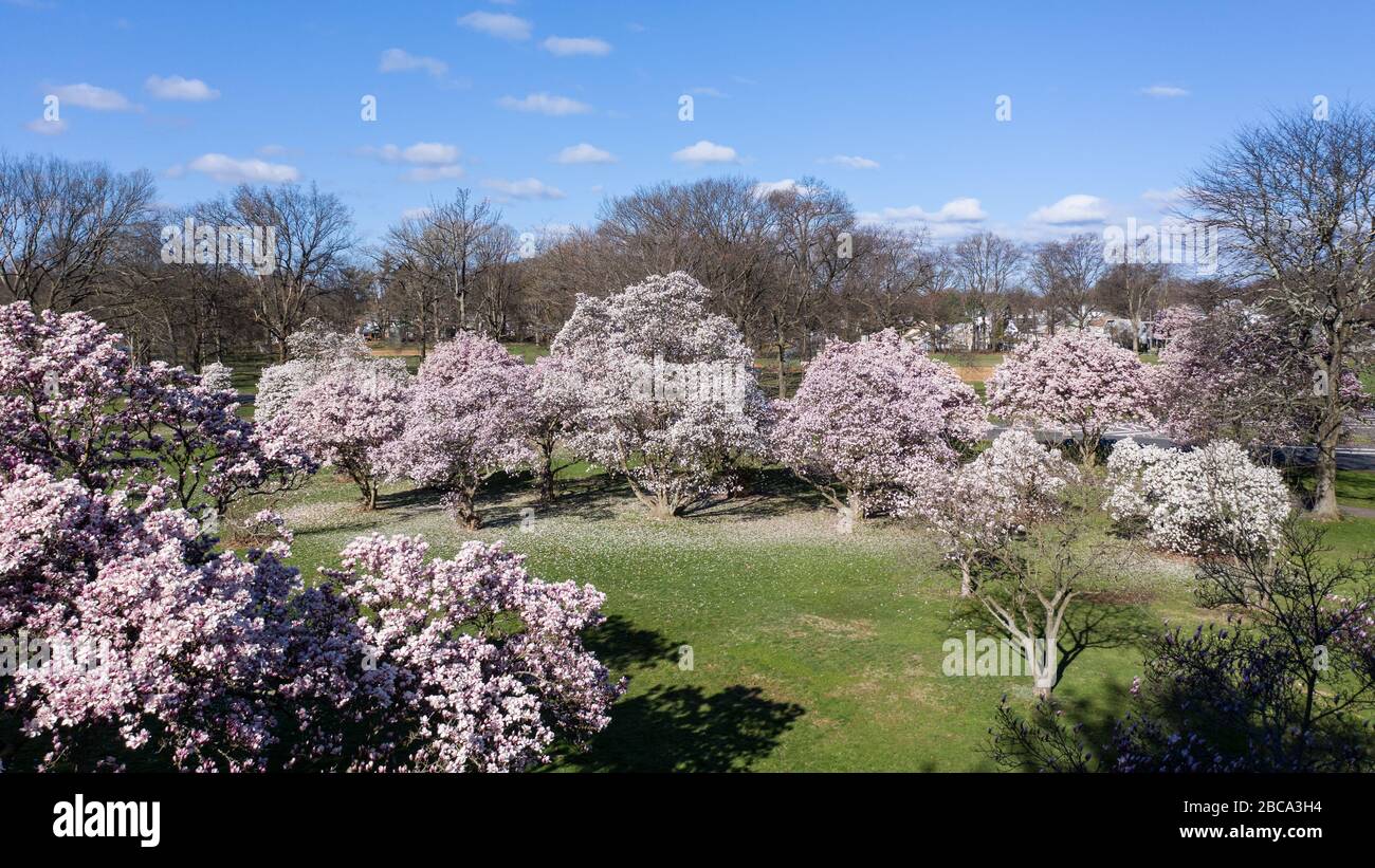 Magnolia trees hi-res stock photography and images - Alamy