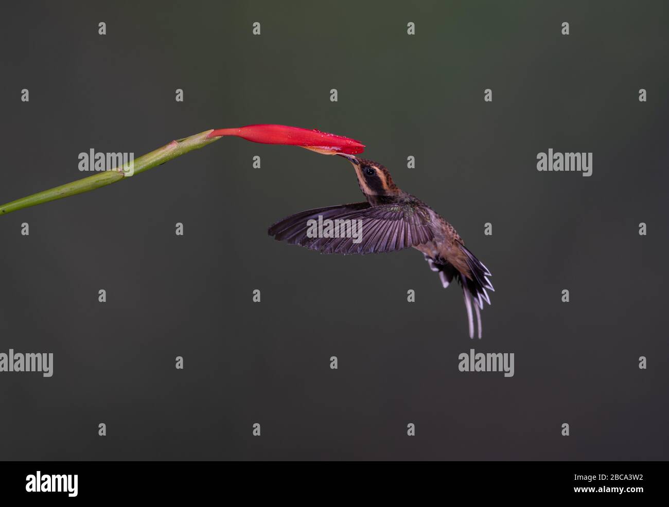 Humming bird in the Atlantic rain forest Brazil, (Phaethornis eurynom ...