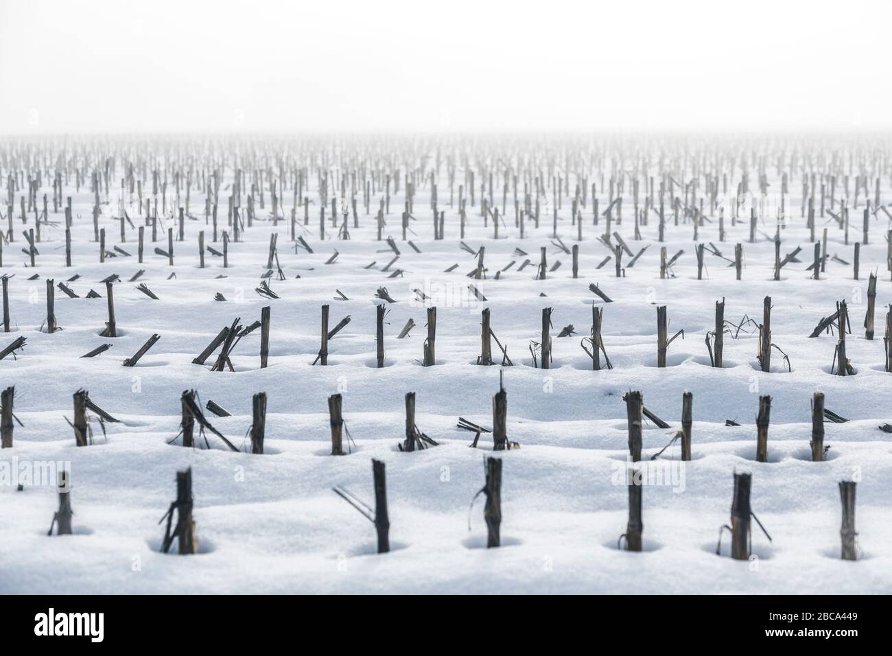 wheat stubble field in winter with snow and fog, sedico, belluno, italy ...