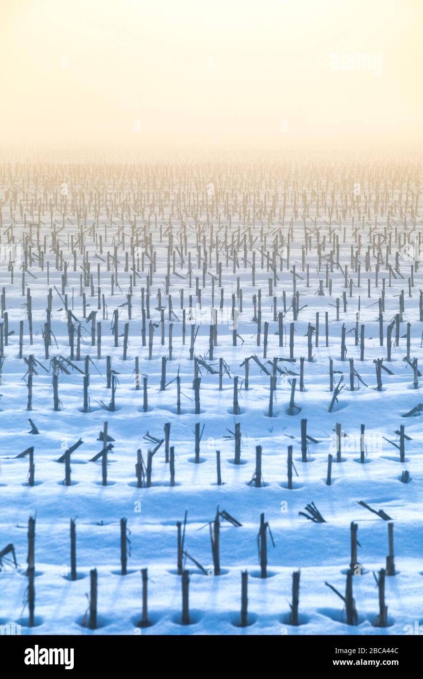 wheat stubble field in winter with snow and fog, sedico, belluno, italy ...