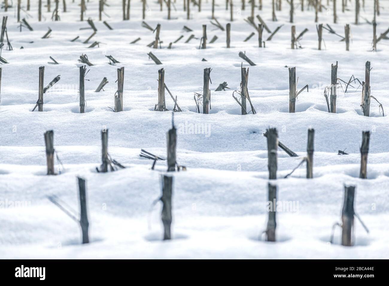 wheat stubble field in winter with snow and fog, sedico, belluno, italy ...