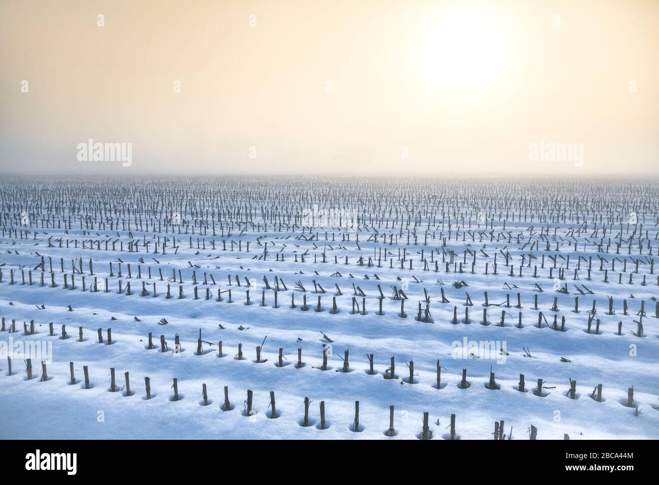 wheat stubble field in winter with snow and fog, sedico, belluno, italy ...