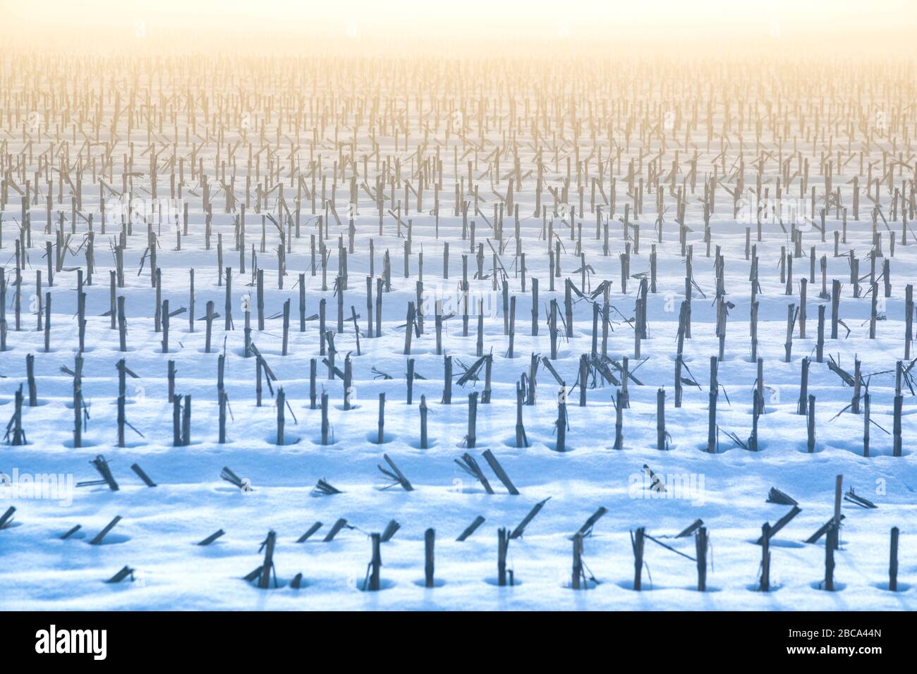 wheat stubble field in winter with snow and fog, sedico, belluno, italy ...