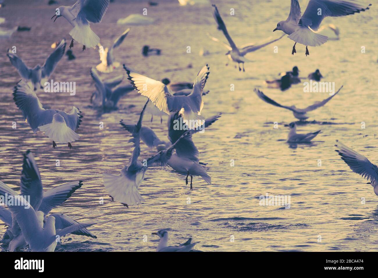 Beautiful seagulls over water Stock Photo - Alamy