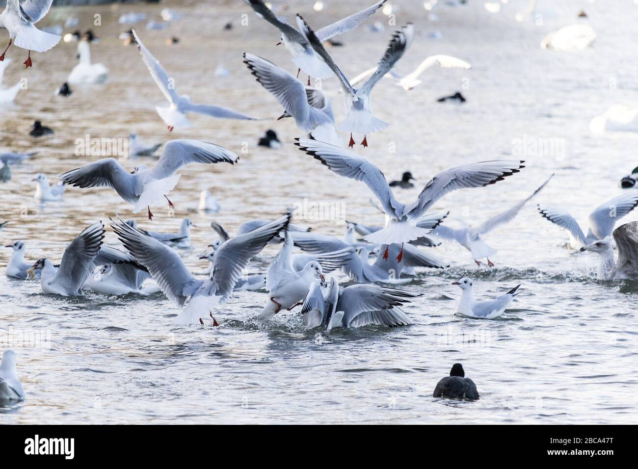 Beautiful seagulls over water Stock Photo - Alamy