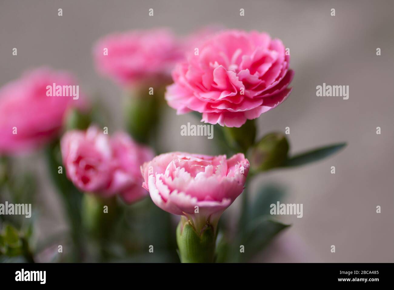 Light pink carnation hi-res stock photography and images - Alamy