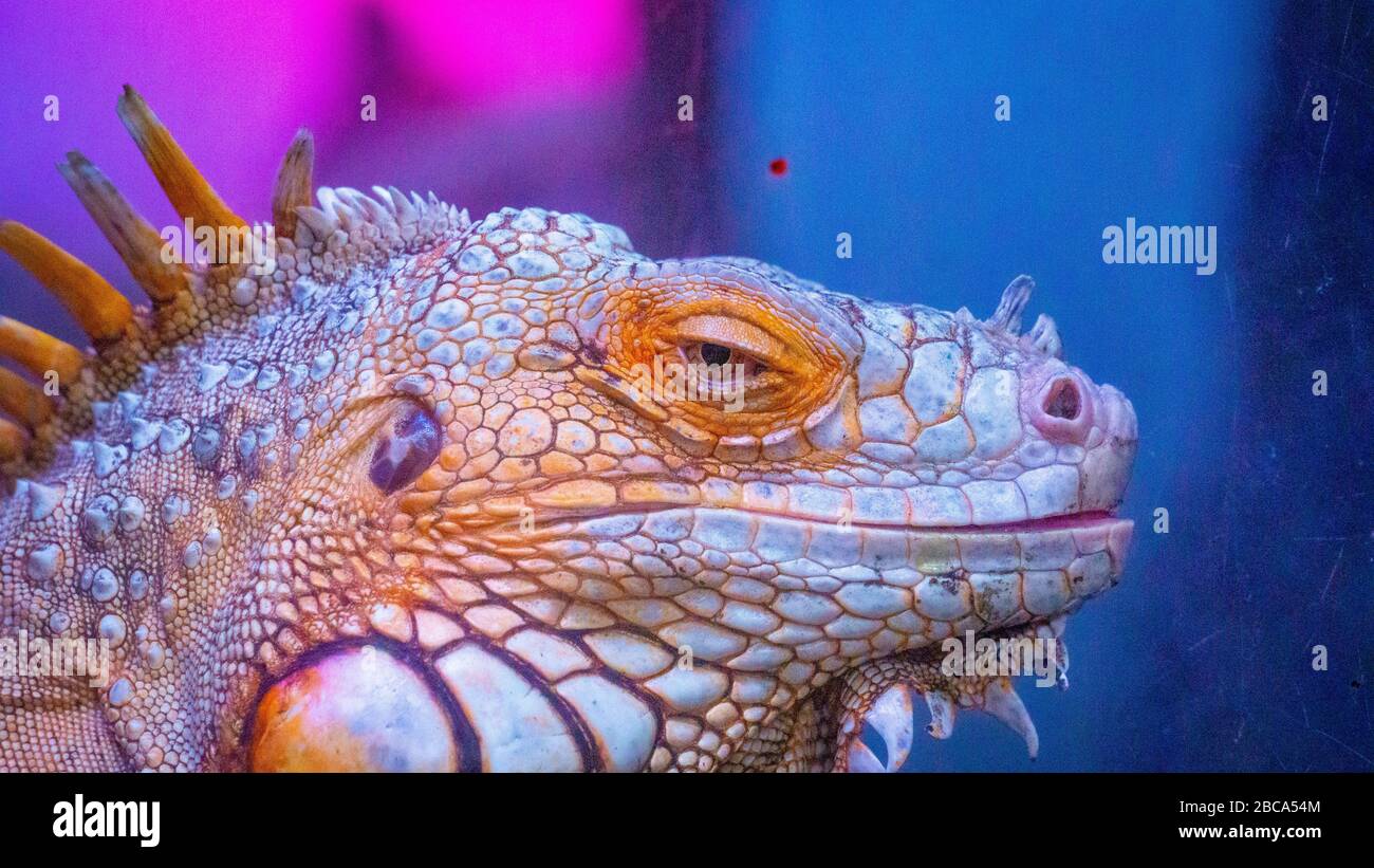 Red Iguana Wallpaper