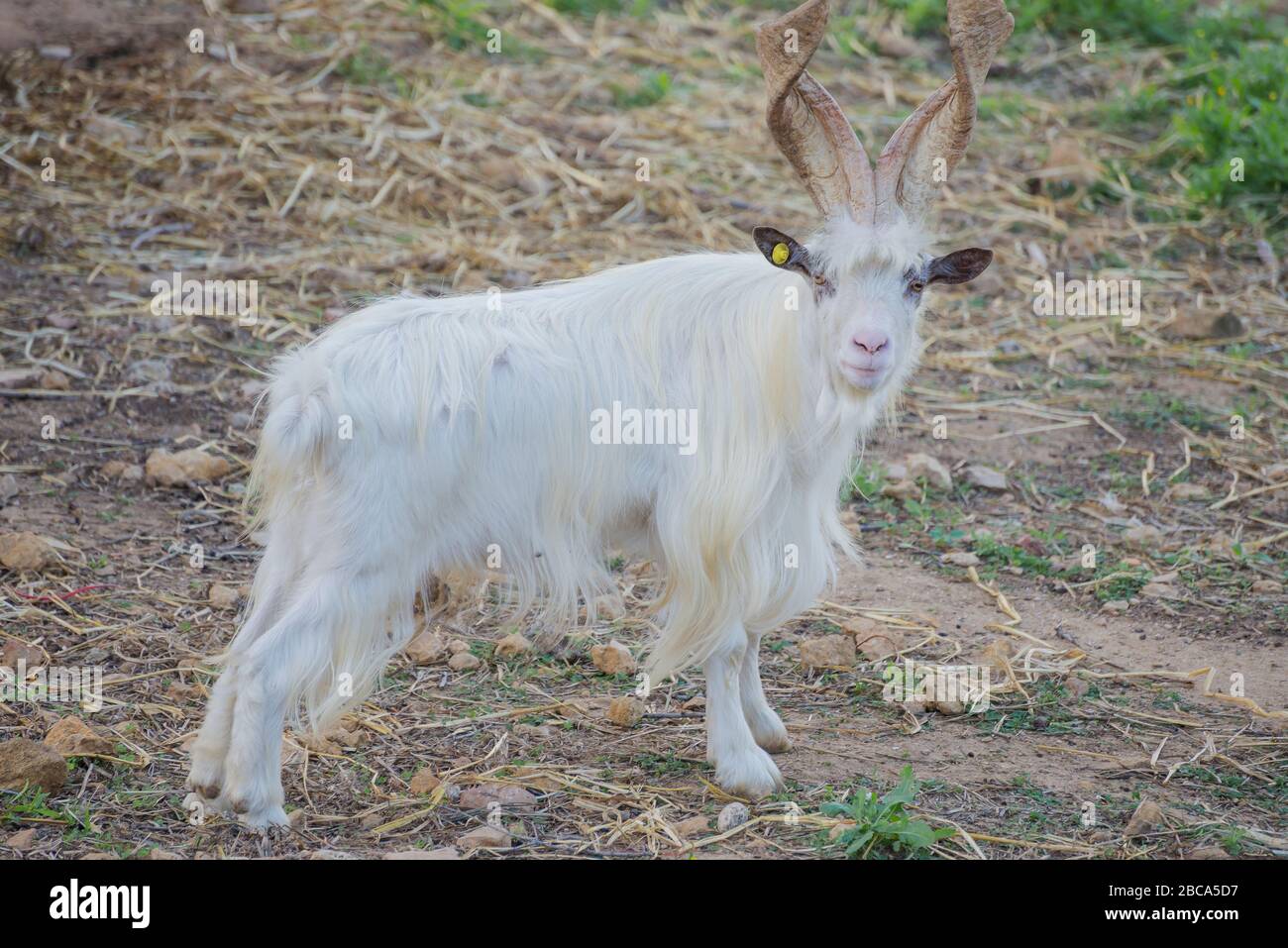Girgentana goat hi-res stock photography and images - Alamy
