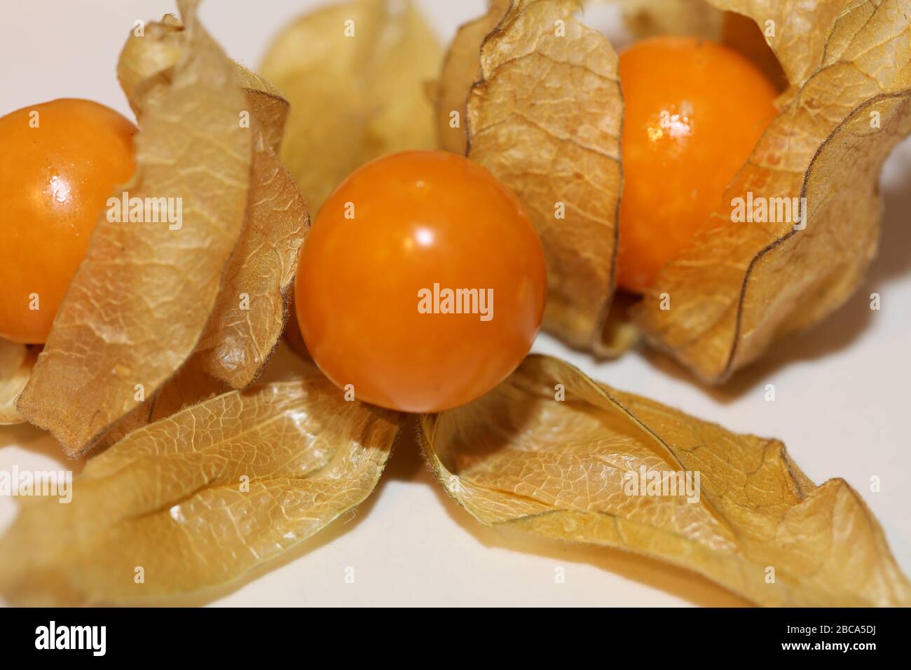 Physalis fruit macro background high quality modern prints solanaceae ...