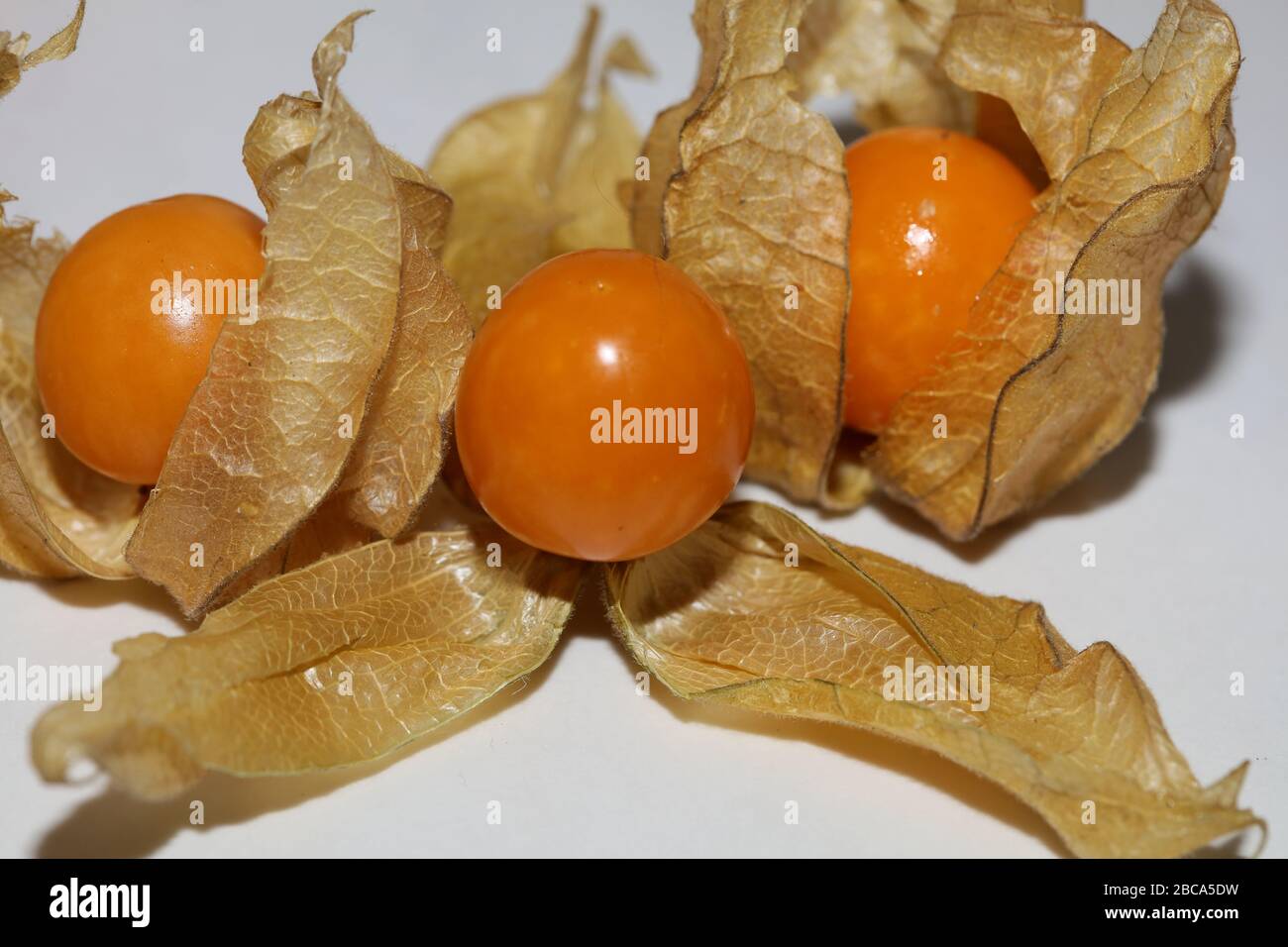 Physalis fruit macro background high quality modern prints solanaceae ...