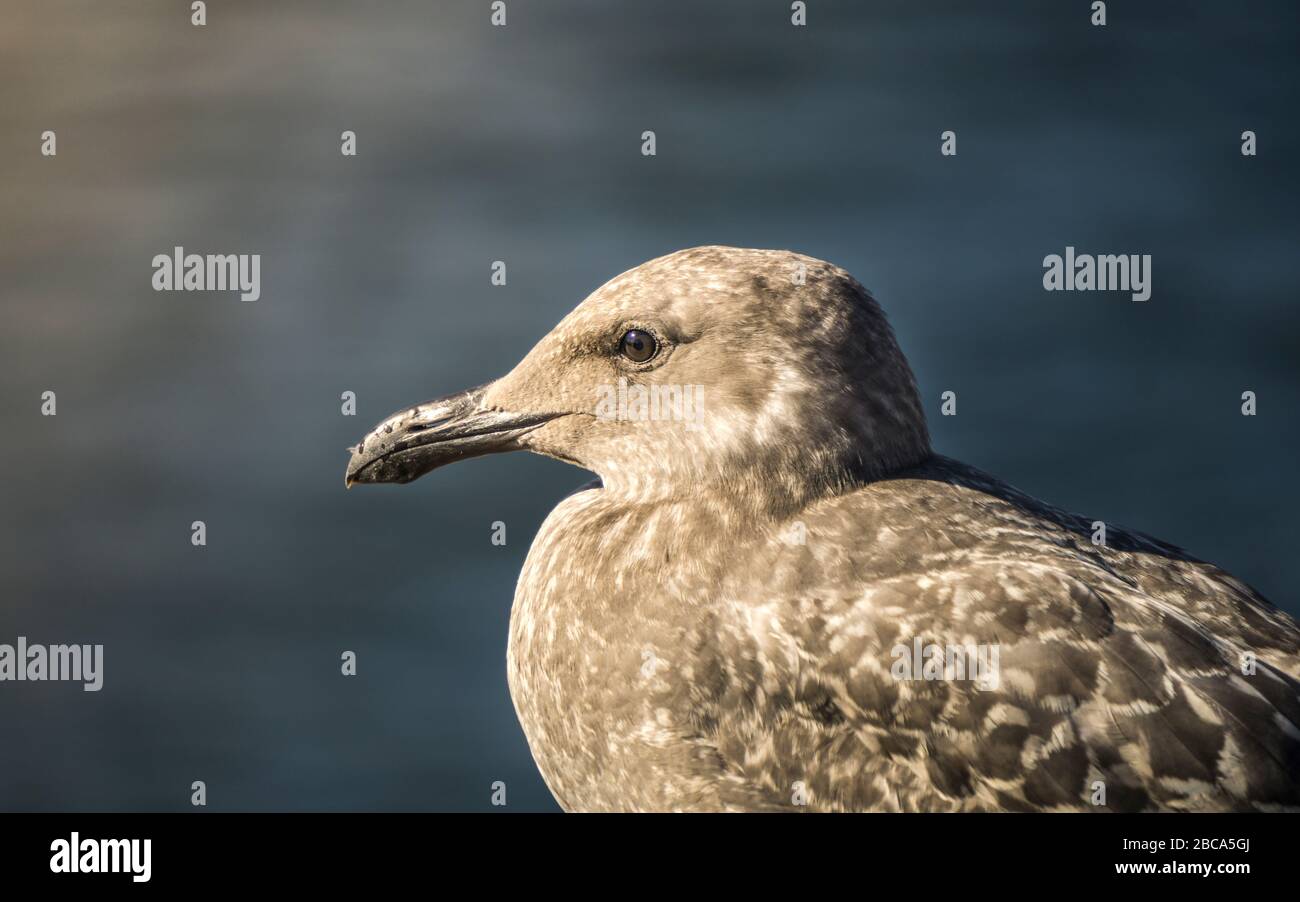 Seagull on Granville Island in Vancouver BC Stock Photo - Alamy