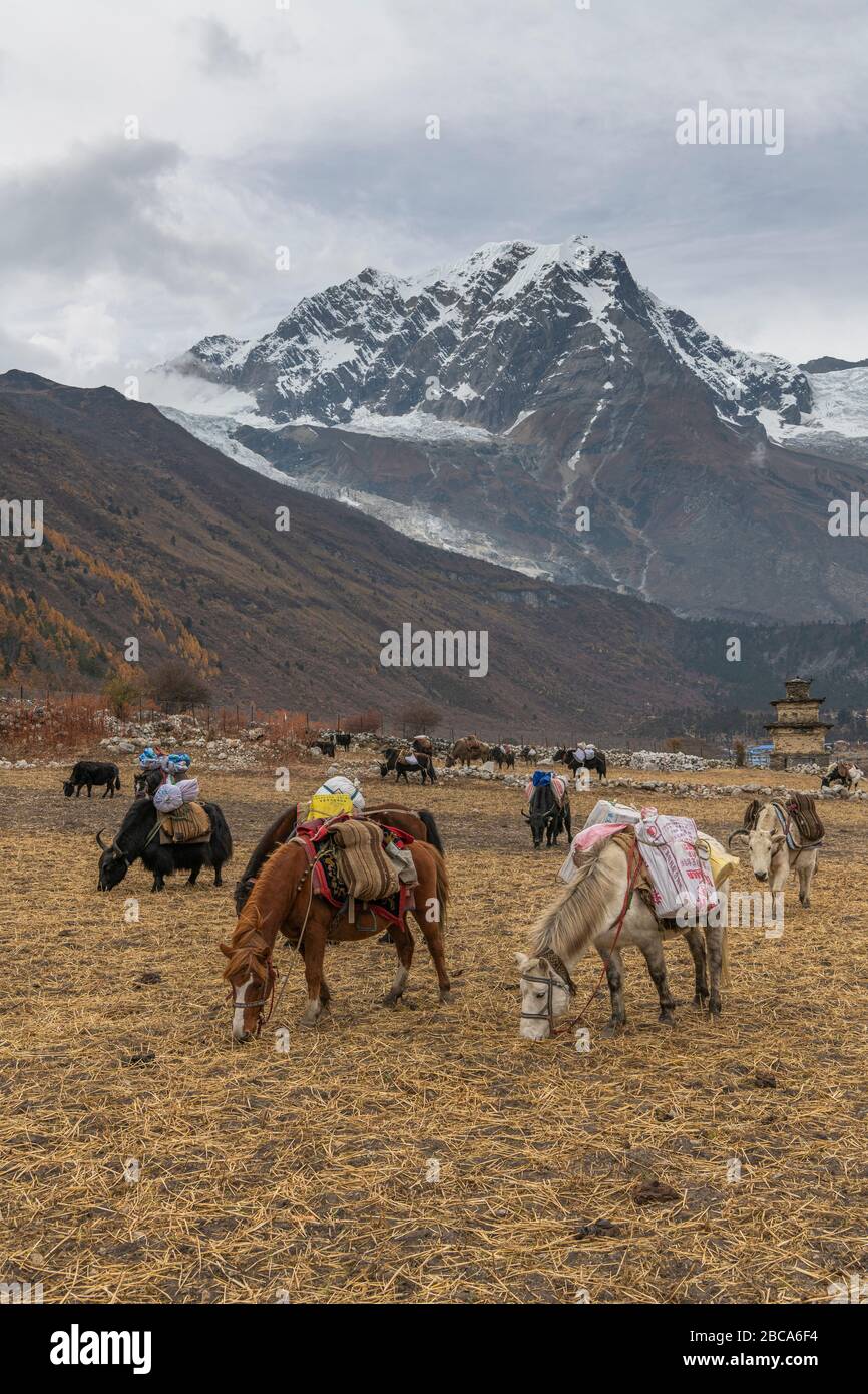 Pack animals at Samagaon in Nepal Stock Photo - Alamy