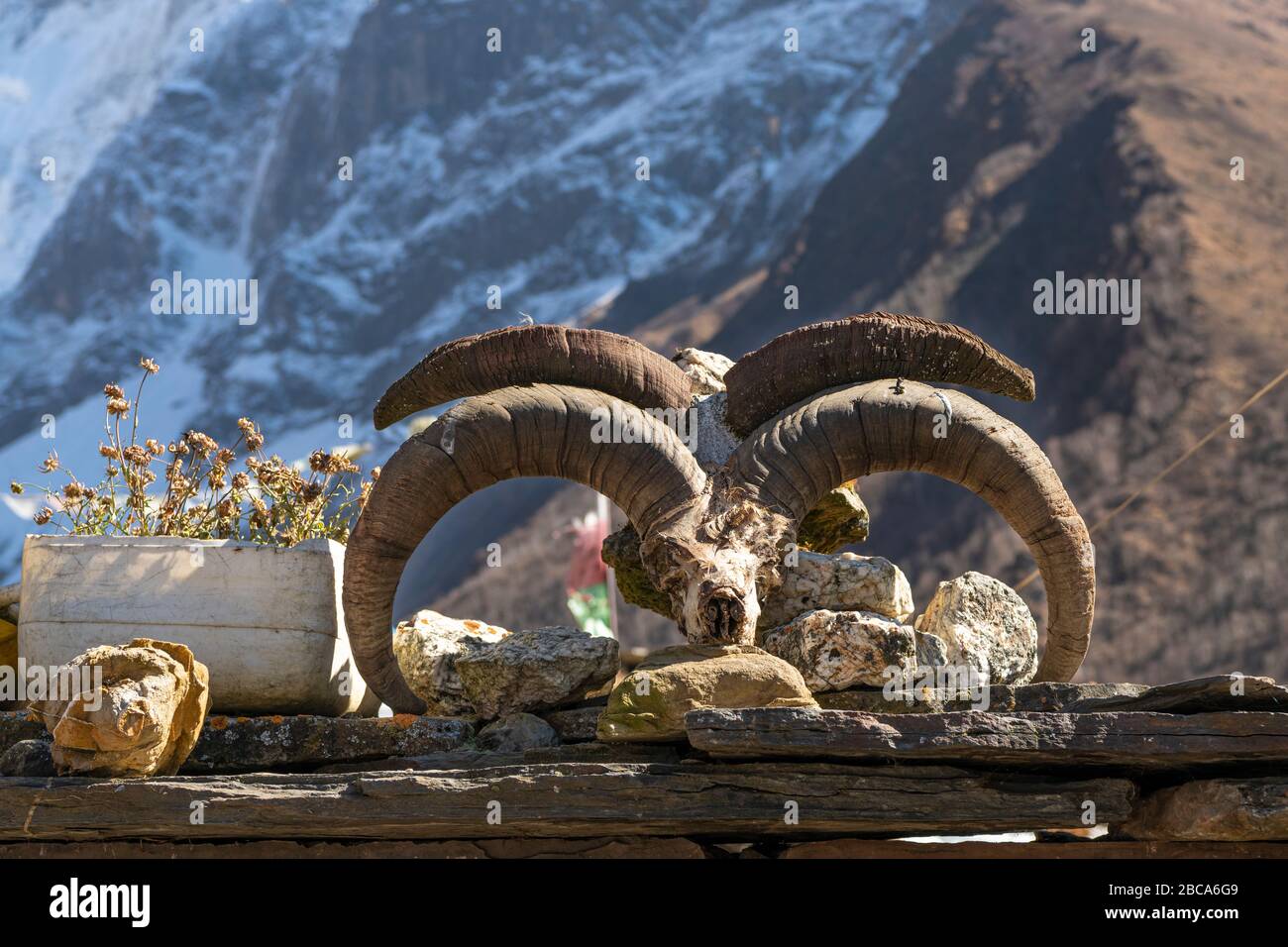 Animal skull in Samdo in Nepal Stock Photo - Alamy