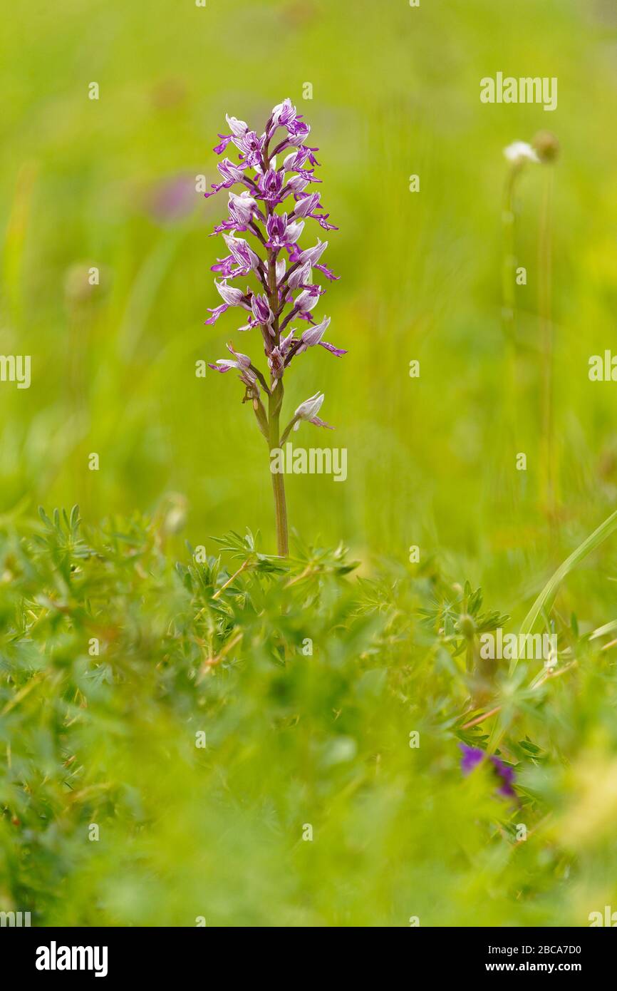 Helmet orchid, Orchis militaris Stock Photo - Alamy