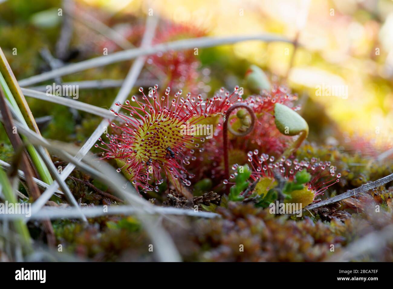 Round-leaved sundew, Drosera rotundifolia Stock Photo - Alamy