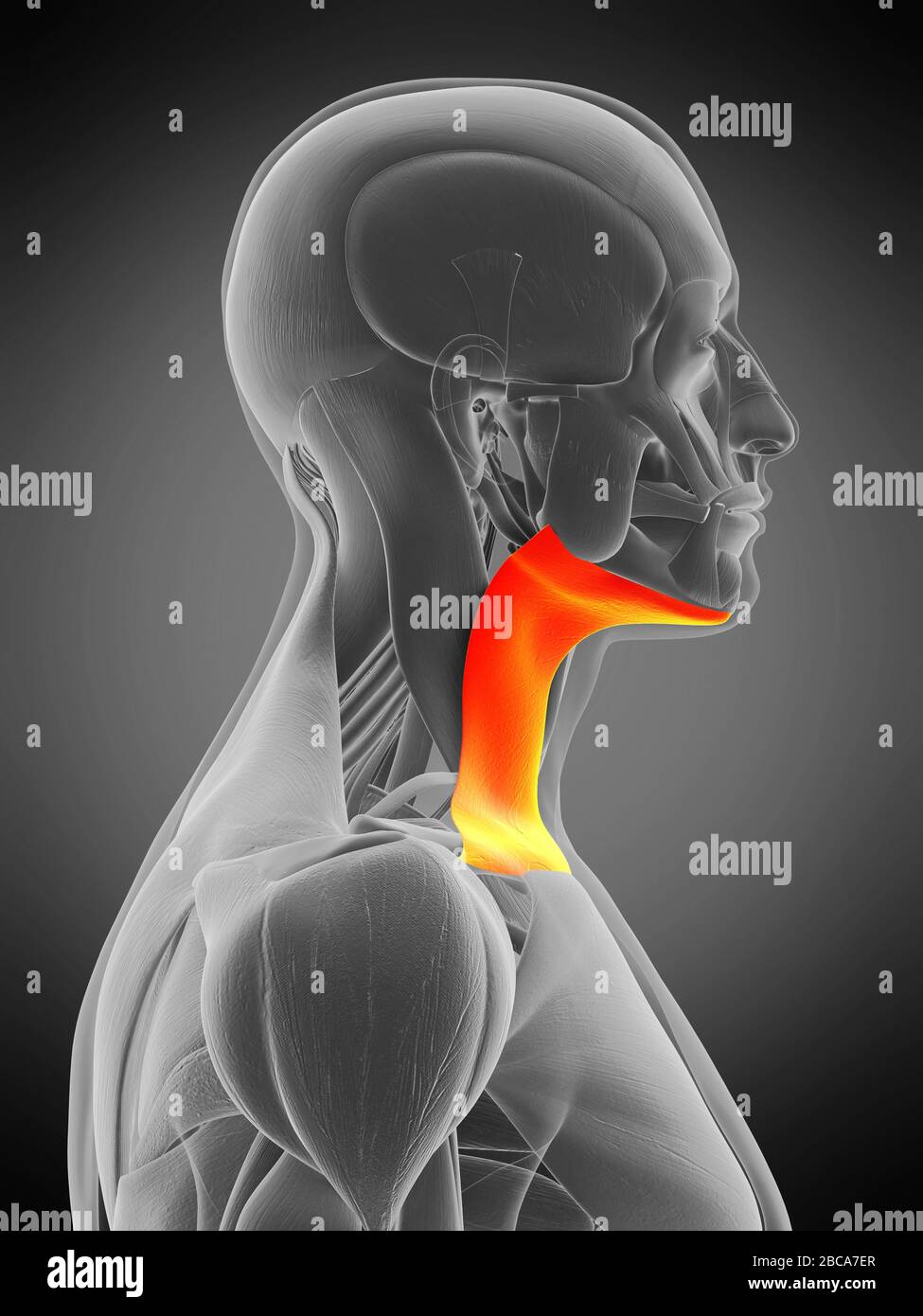 Platysma hi-res stock photography and images - Alamy