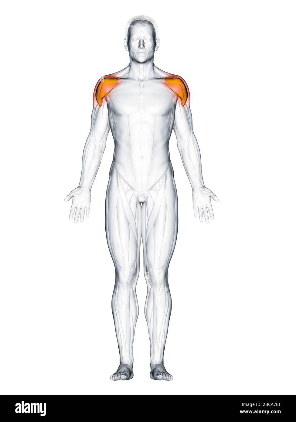 Deltoid muscle hi-res stock photography and images - Alamy