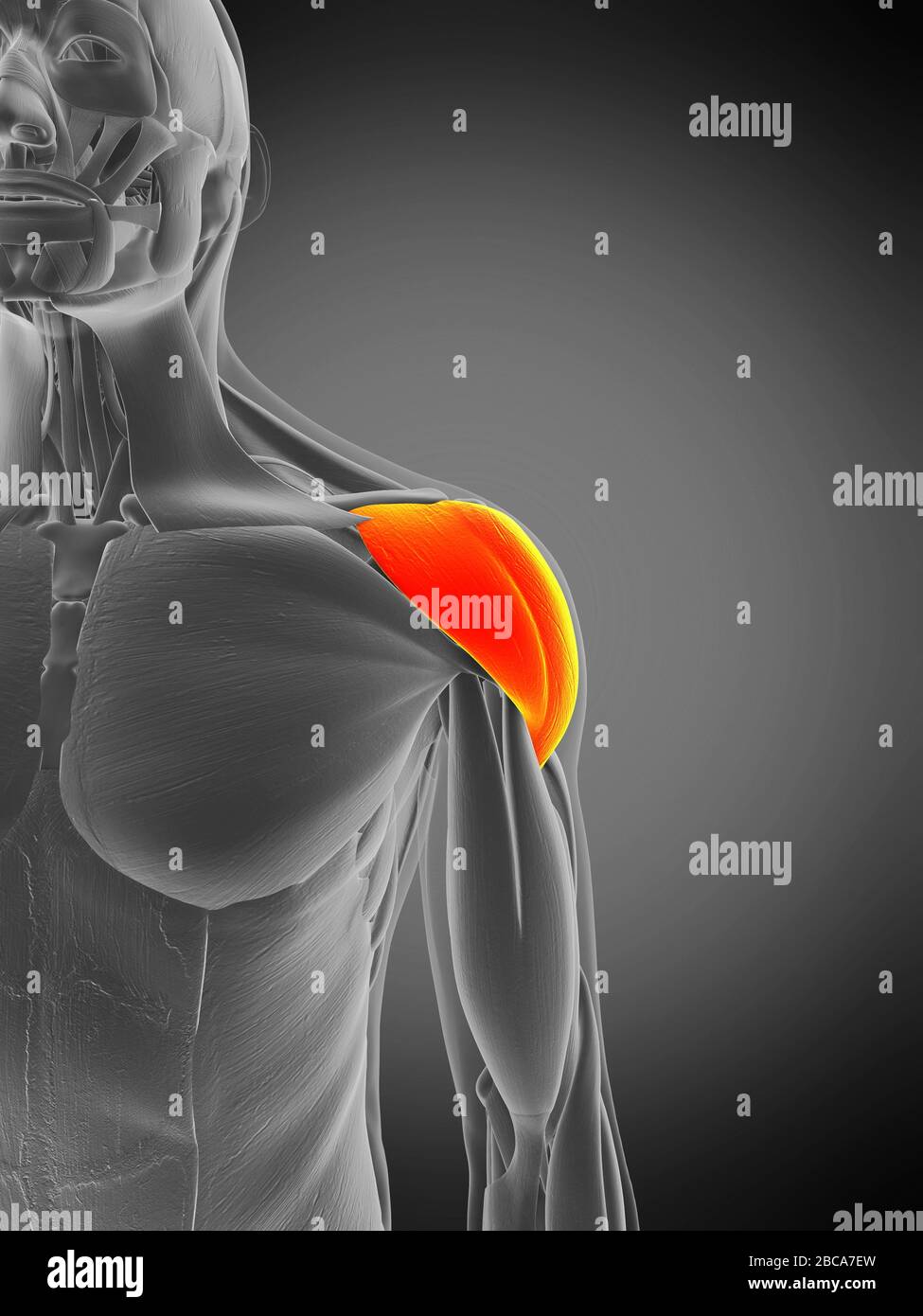 Deltoid muscle hi-res stock photography and images - Alamy