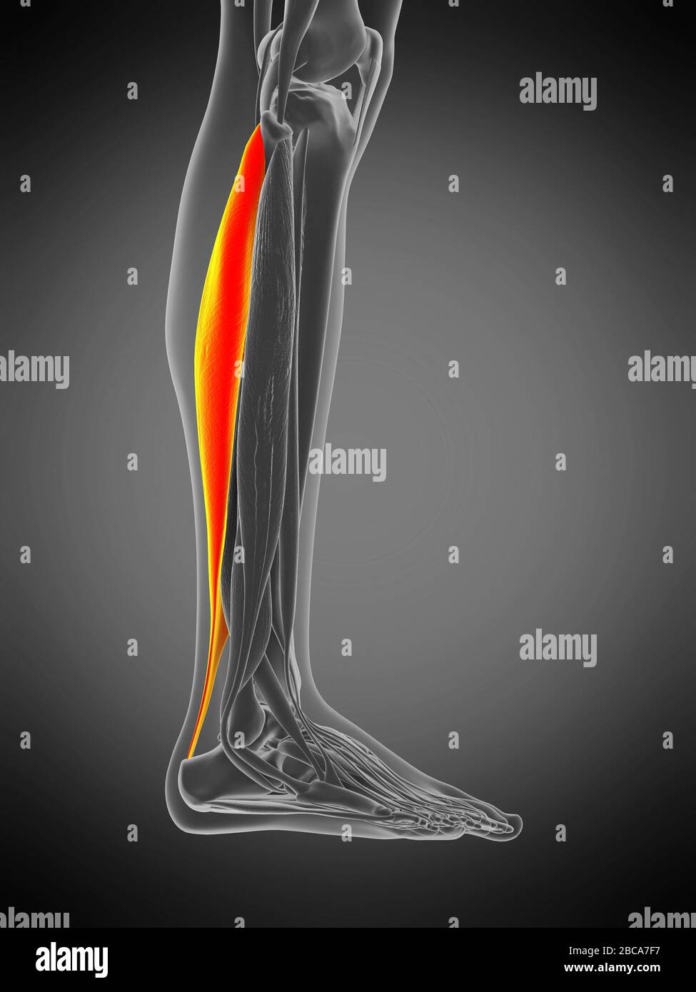 Soleus muscle, illustration Stock Photo - Alamy