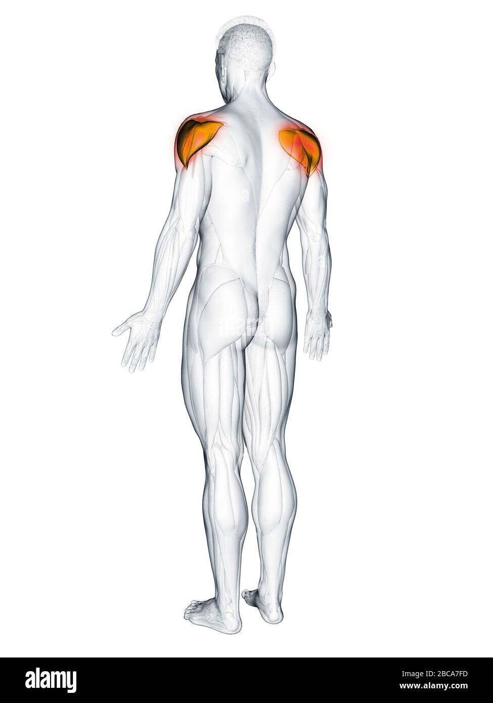 Deltoid muscle, illustration Stock Photo - Alamy