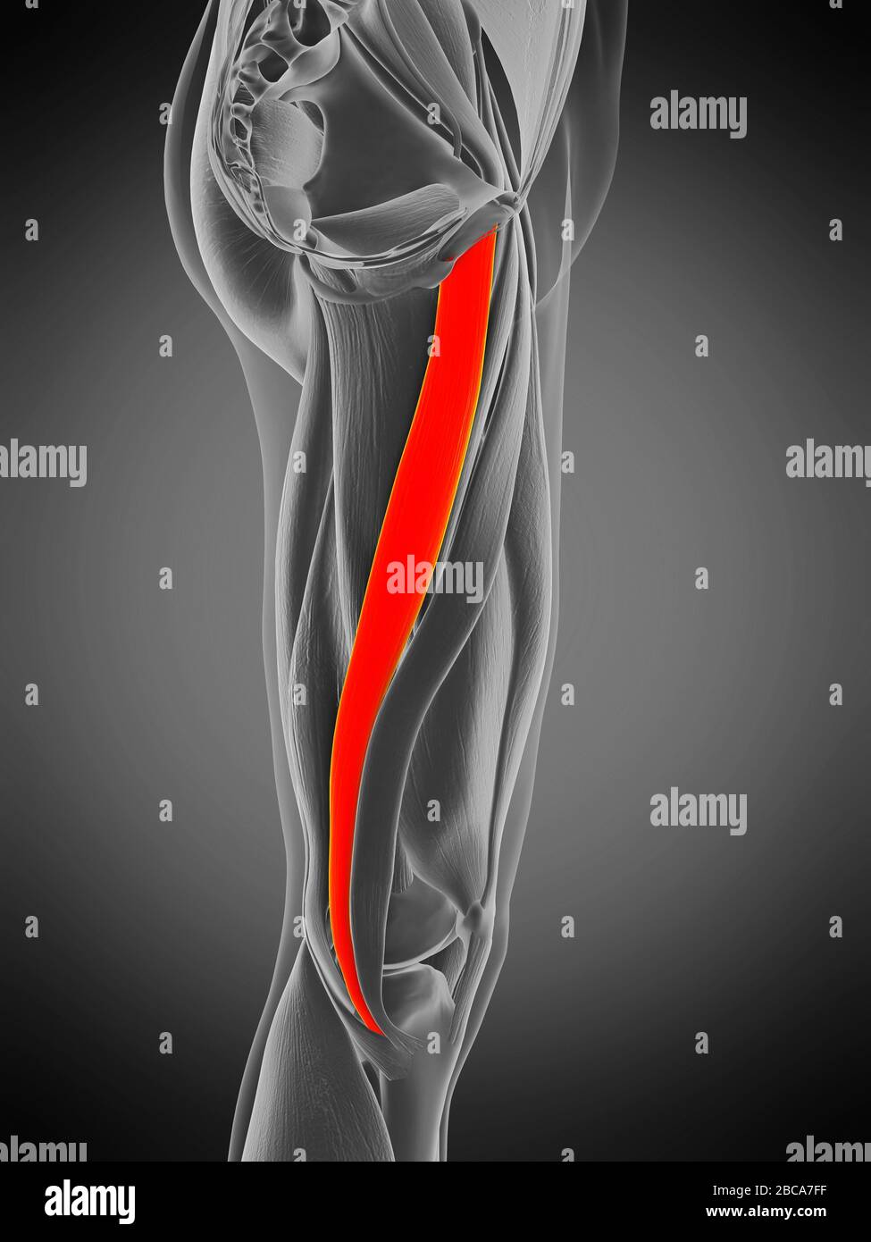Gracilis muscle hi-res stock photography and images - Alamy