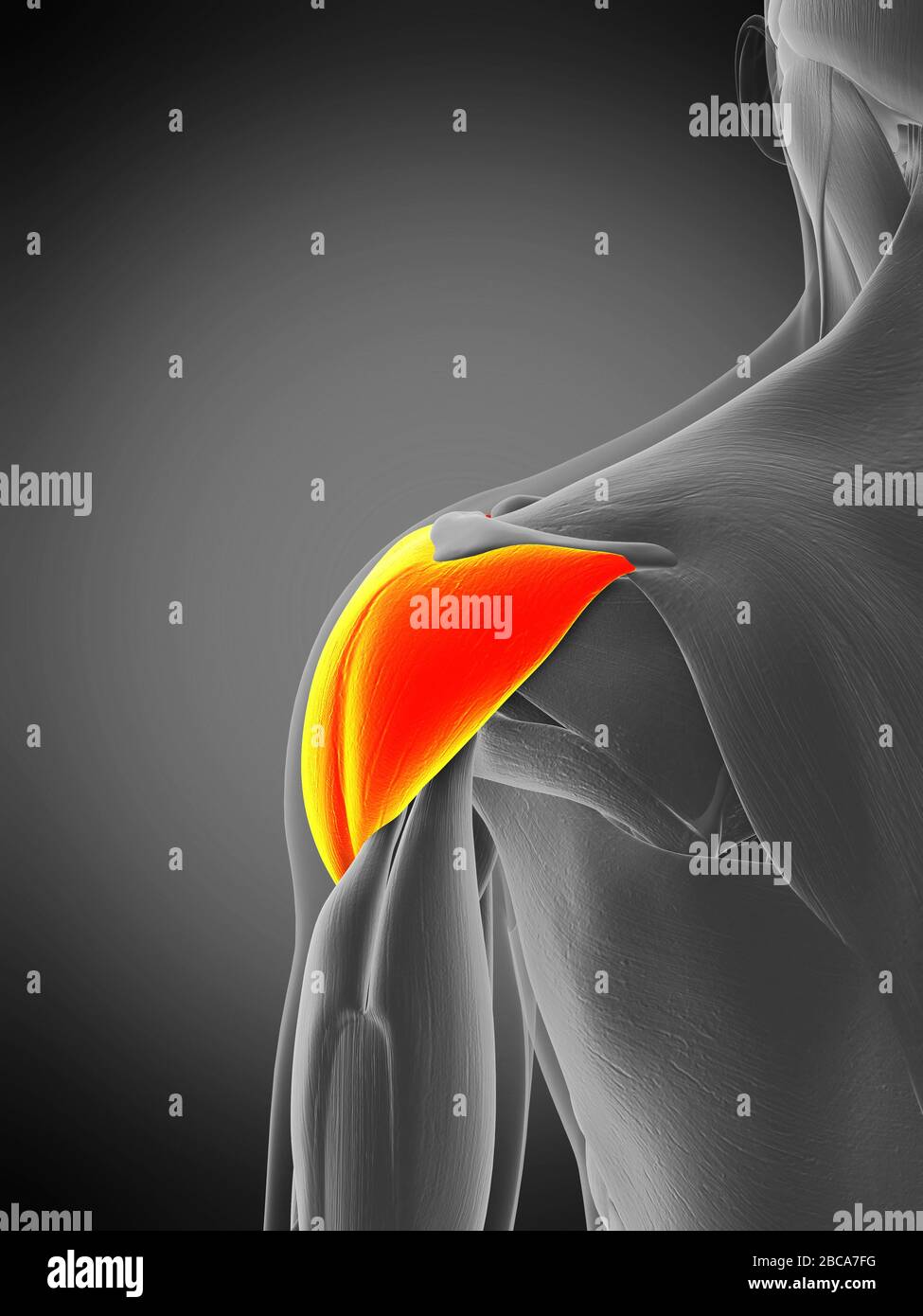 Deltoid muscle, illustration Stock Photo - Alamy