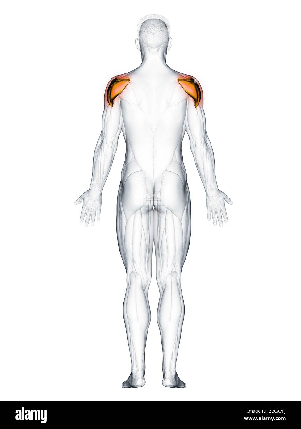 Posterior deltoid hi-res stock photography and images - Alamy