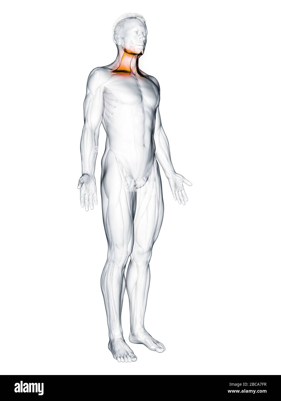 Platysma muscle, illustration Stock Photo - Alamy