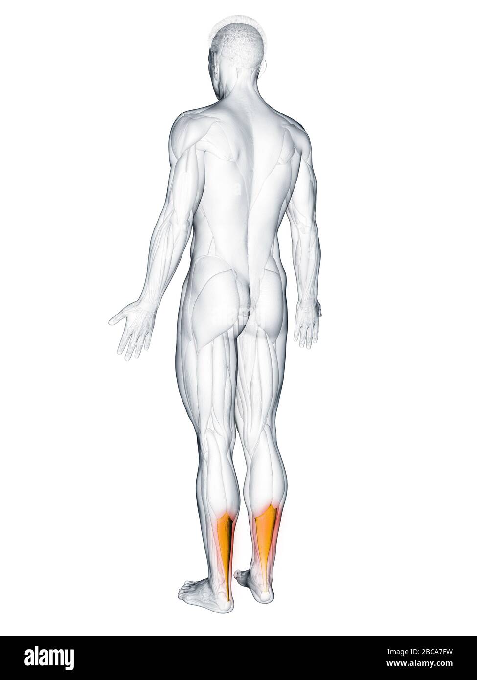 Achilles tendon, illustration Stock Photo - Alamy