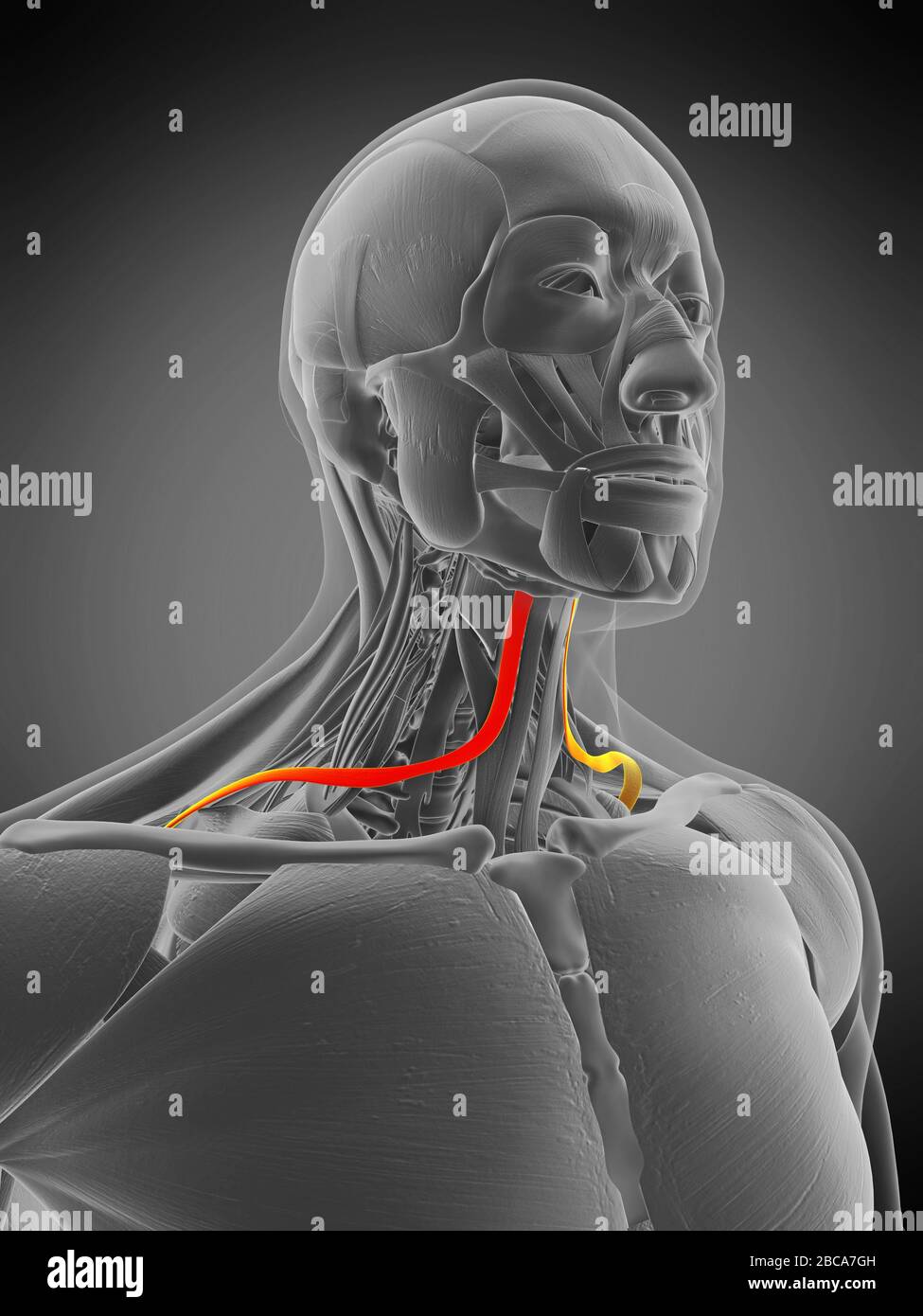 Illustration omohyoid muscle hi-res stock photography and images - Alamy