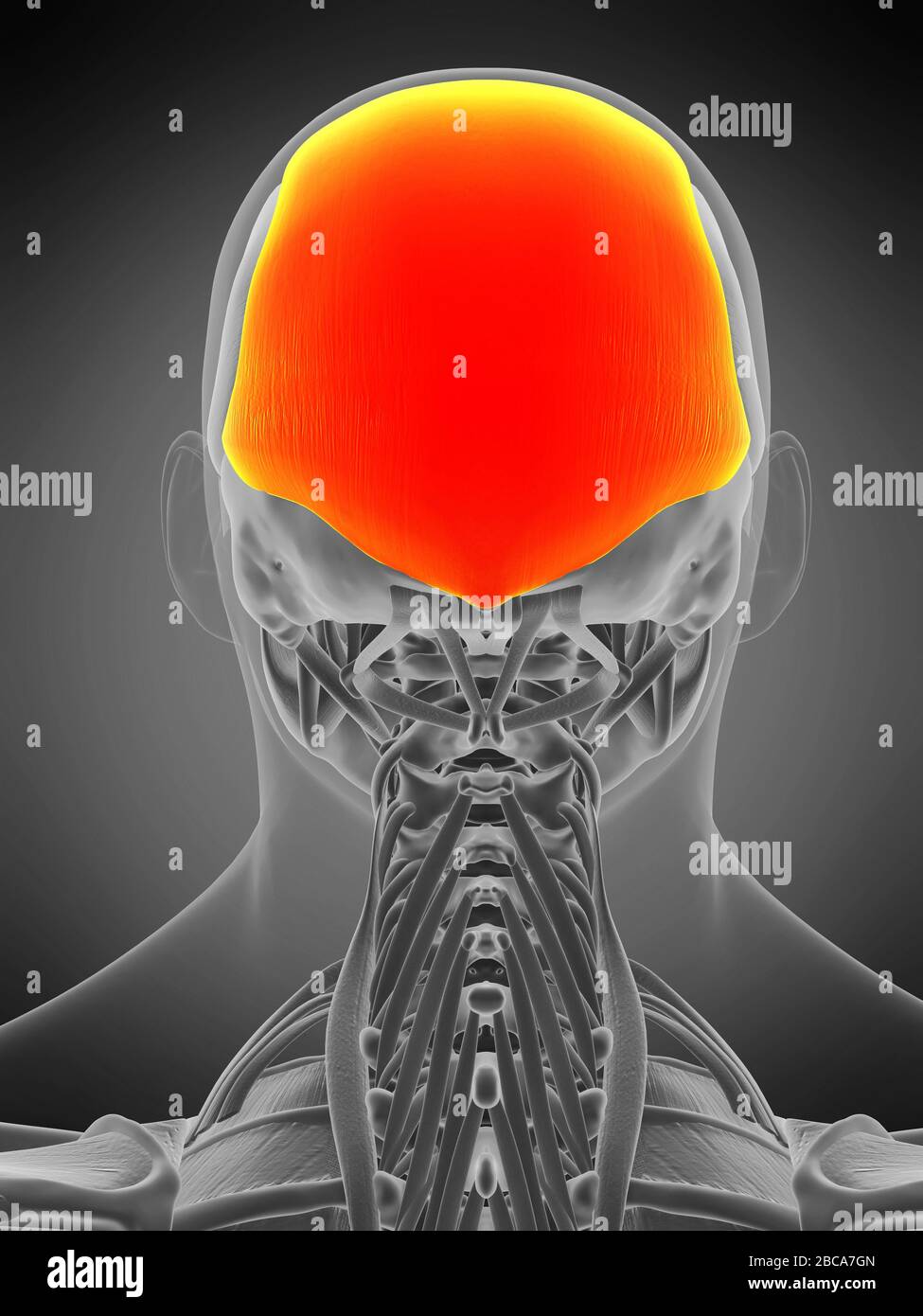 Frontalis muscle hi-res stock photography and images - Alamy