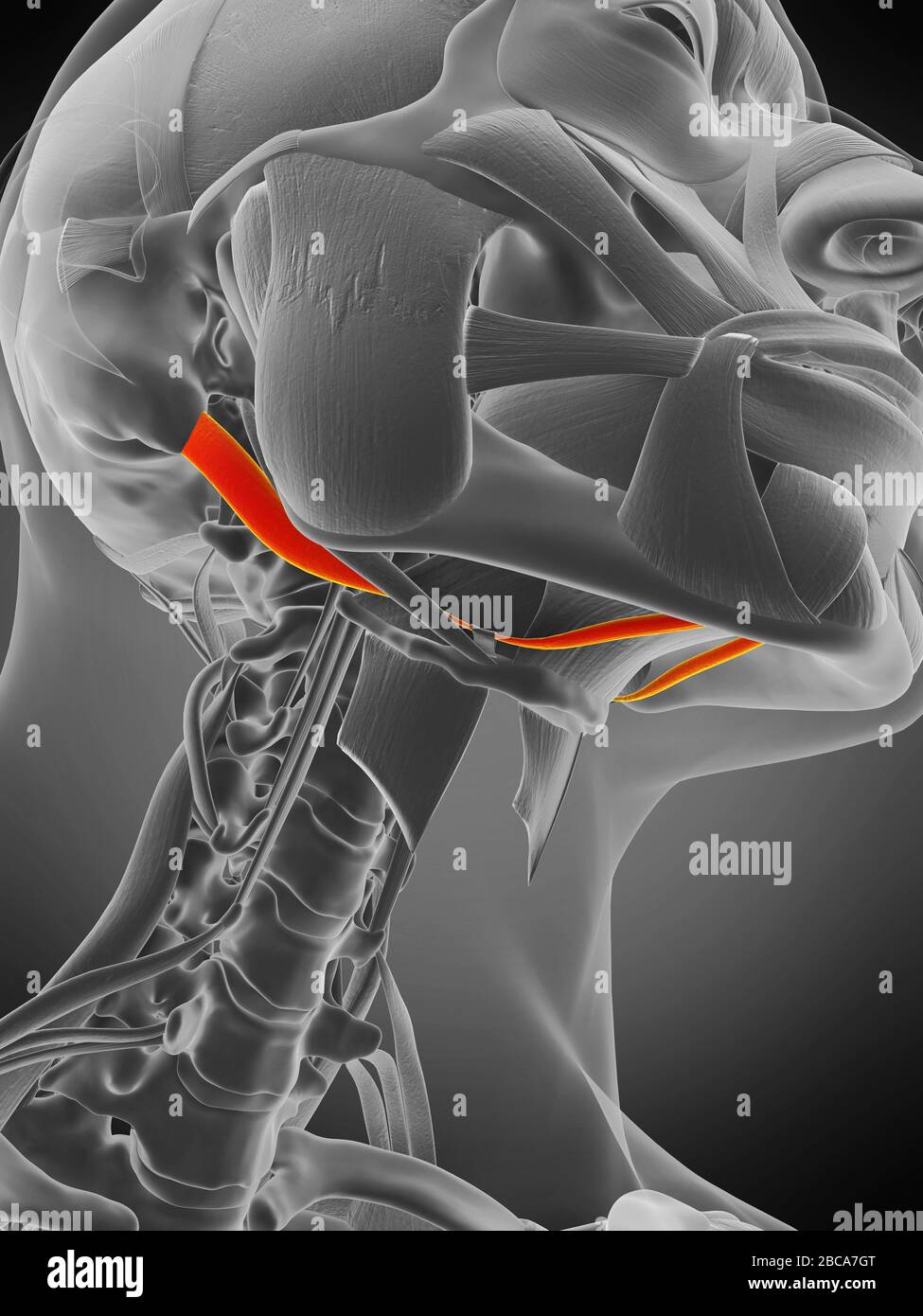 Digastric muscle, illustration Stock Photo - Alamy