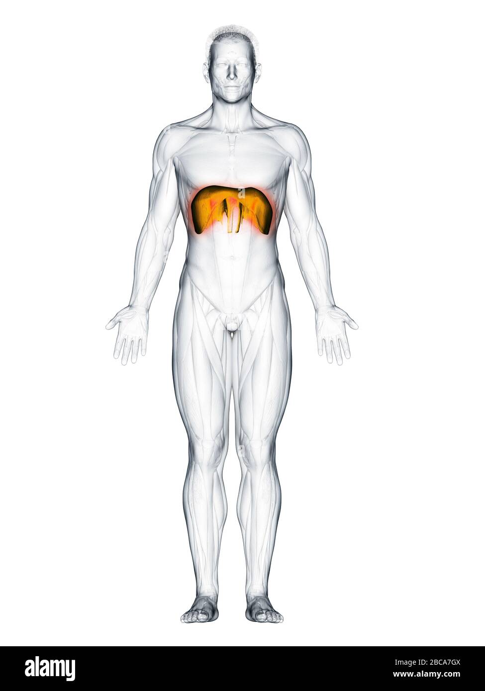 Diaphragm muscle, illustration Stock Photo - Alamy