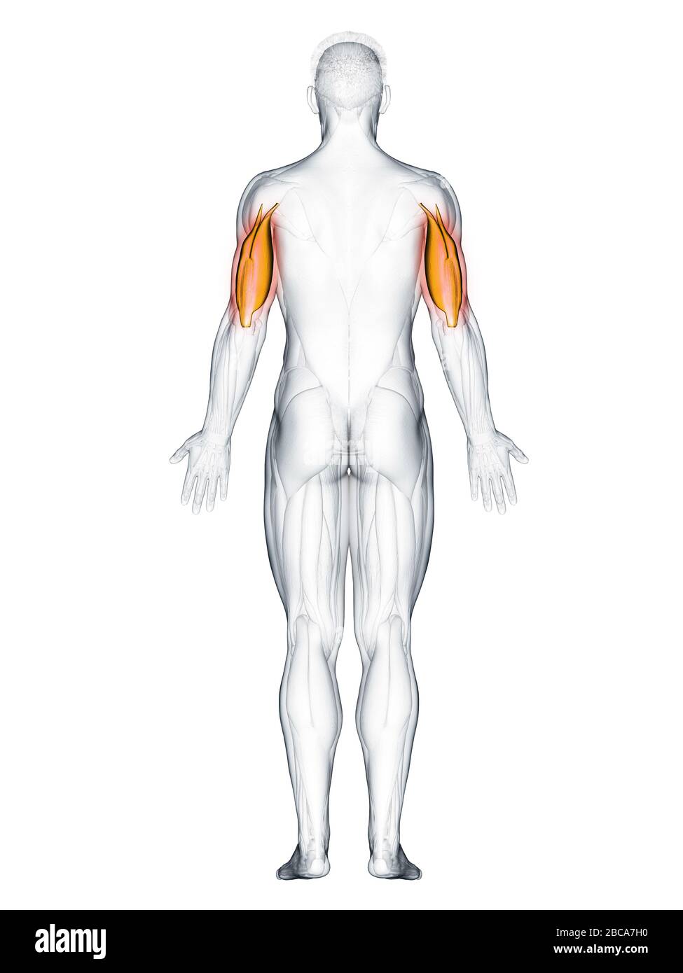 Triceps muscle, illustration Stock Photo - Alamy