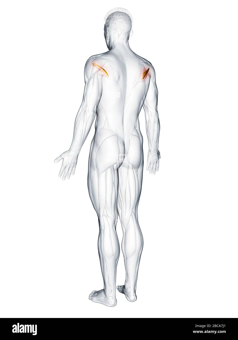 Teres minor muscle, illustration Stock Photo - Alamy