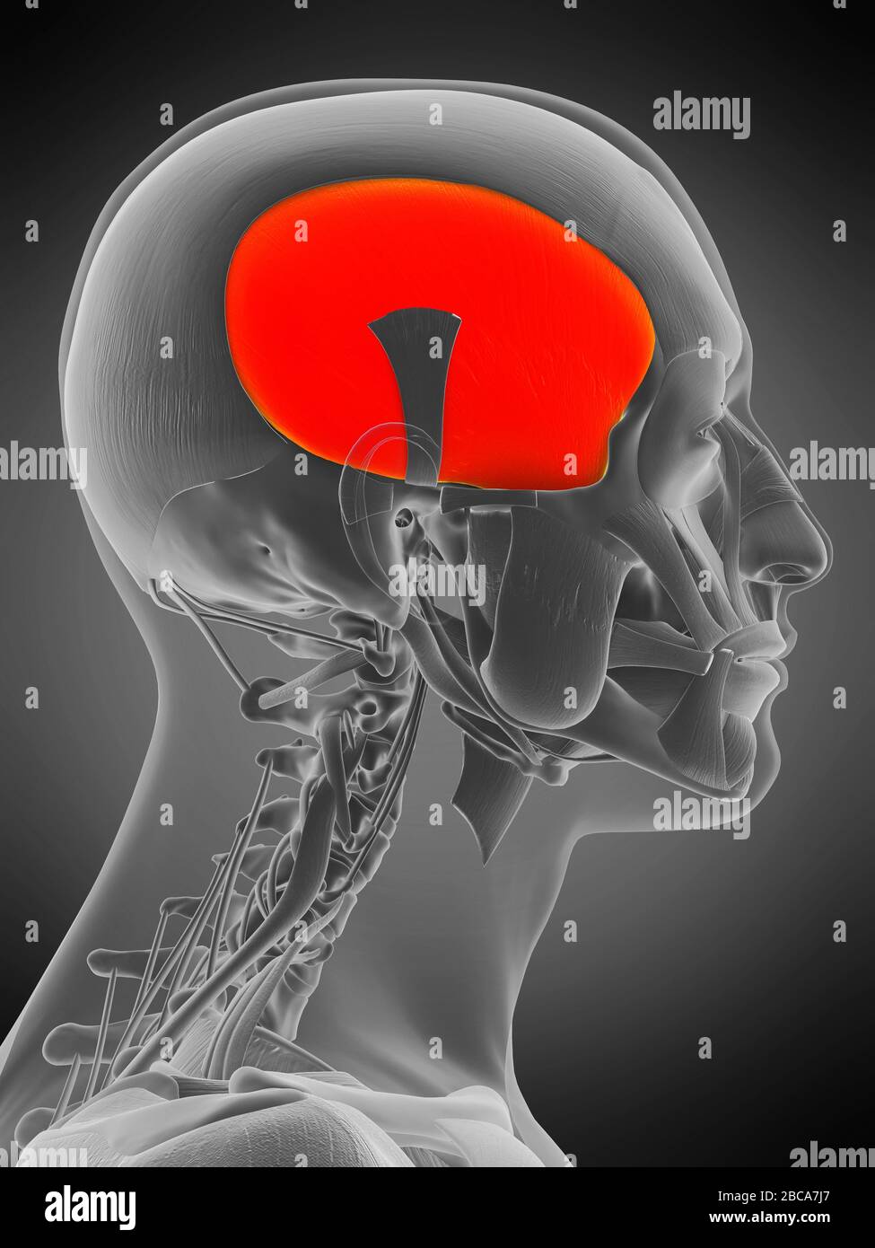 Temporalis Muscle Dog