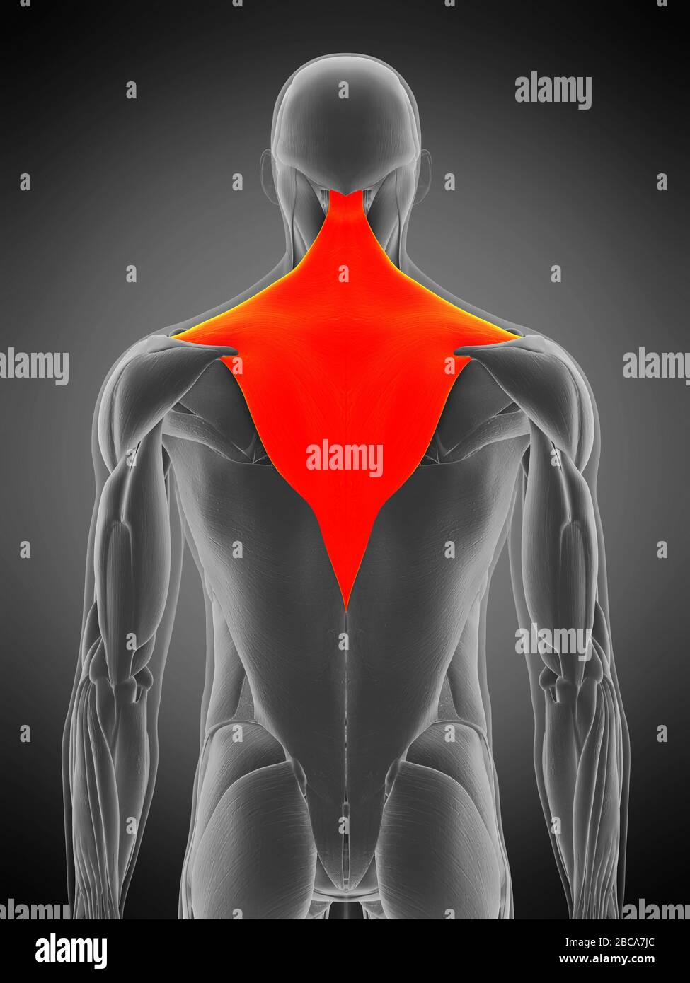 Trapezius High Resolution Stock Photography and Images - Alamy